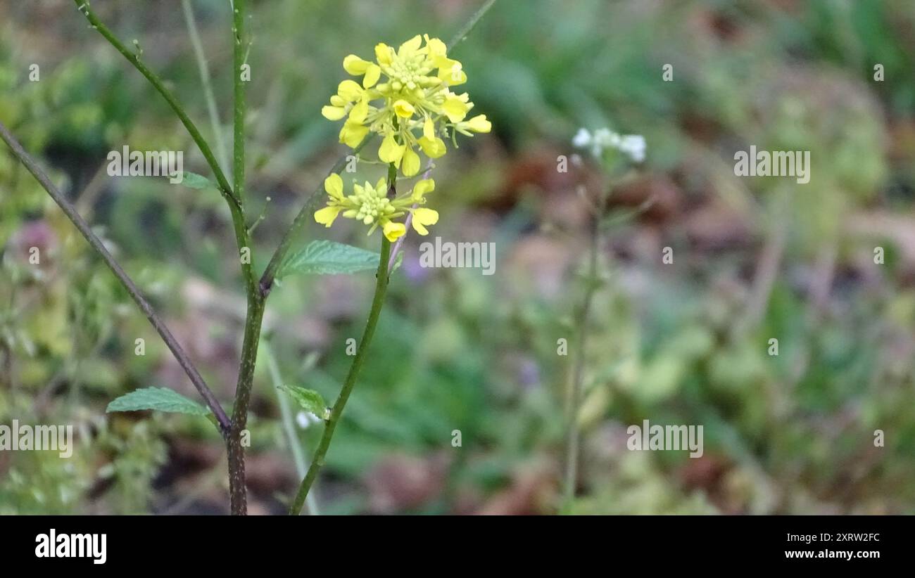 mustard family (Brassicaceae) Plantae Stock Photo - Alamy