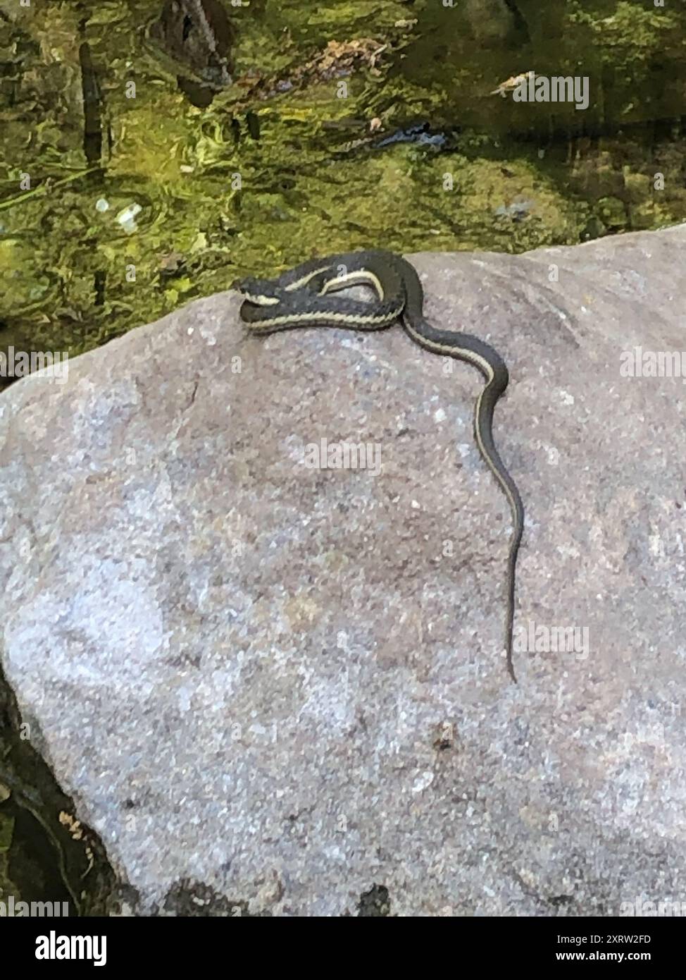 Two-striped Garter Snake (Thamnophis hammondii) Reptilia Stock Photo ...