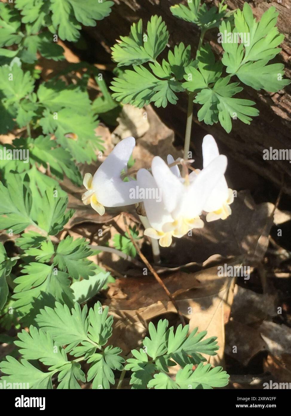 Dutchman's breeches (Dicentra cucullaria) Plantae Stock Photo - Alamy