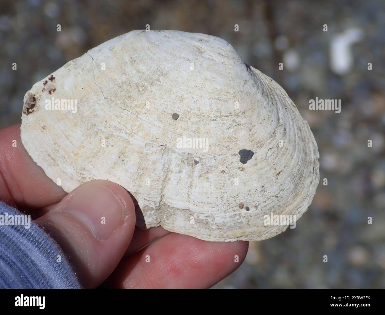 Soft-shelled Clam (Mya arenaria) Mollusca Stock Photo - Alamy