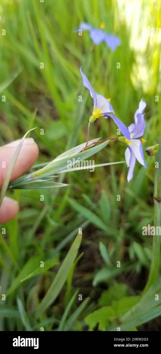 blue-eyed grasses (Sisyrinchium) Plantae Stock Photo - Alamy