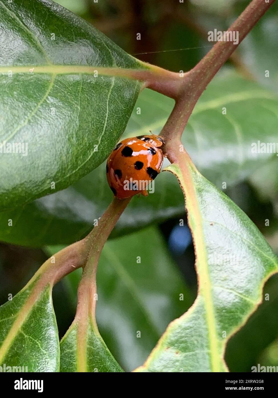 Greater Asian Lady Beetle (Harmonia dimidiata) Insecta Stock Photo - Alamy