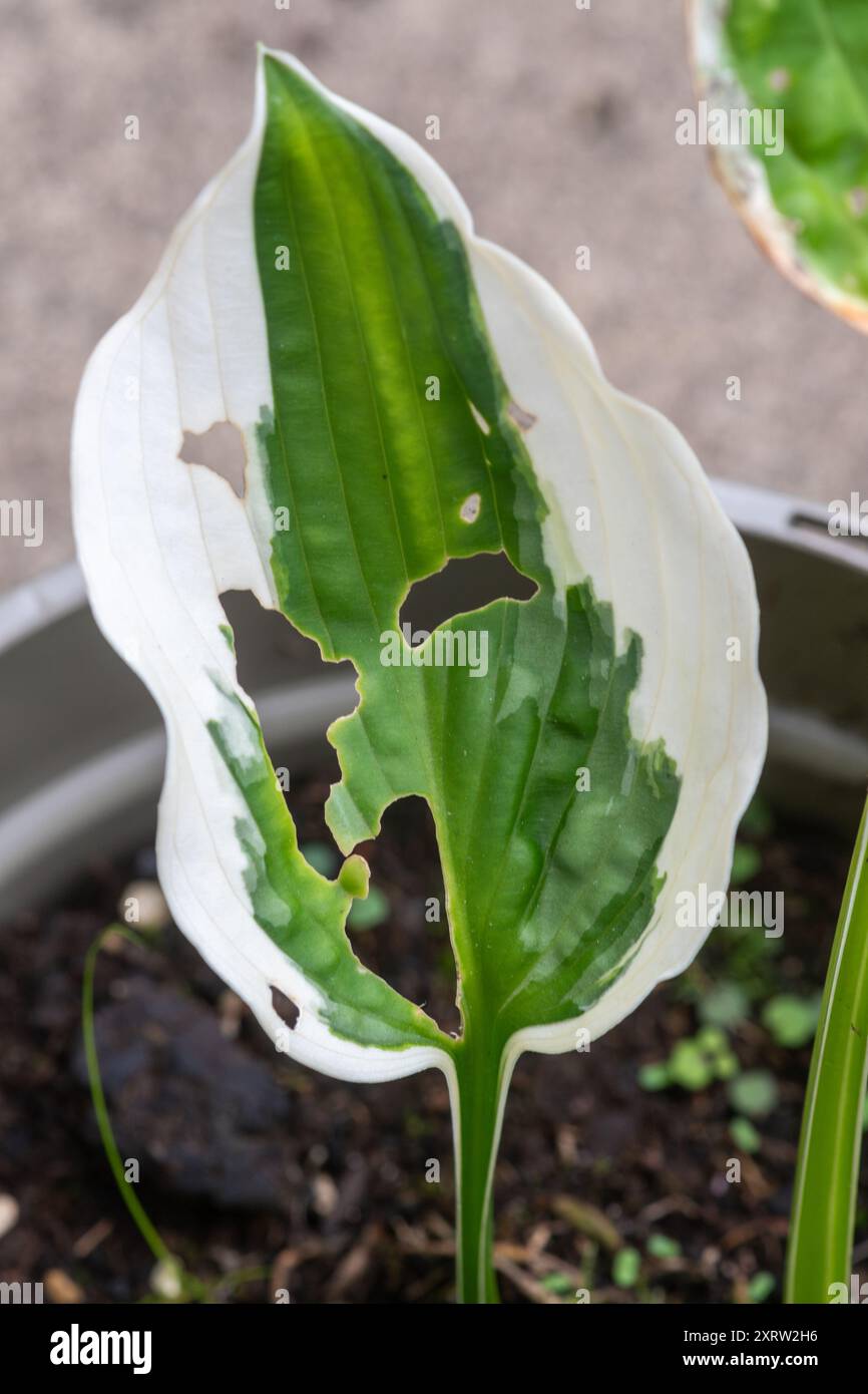Hosta plant with holes in the leaves caused by slugs Stock Photo - Alamy