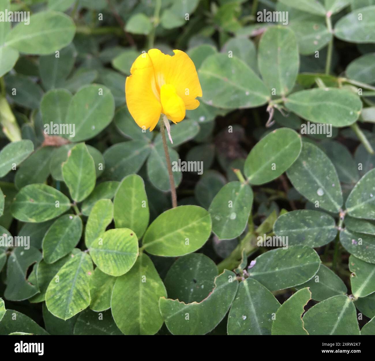 pinto peanut (Arachis pintoi) Plantae Stock Photo - Alamy