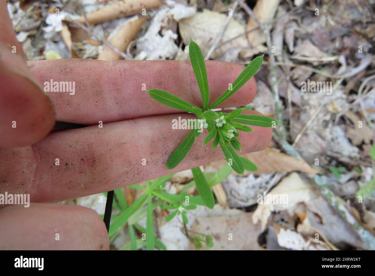 catchweed bedstraw (Galium aparine) Plantae Stock Photo - Alamy