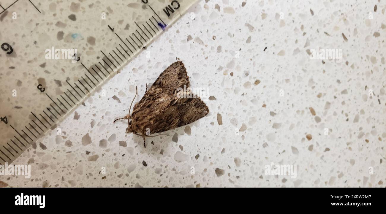 Confused Woodgrain Moth (Morrisonia confusa) Insecta Stock Photo - Alamy