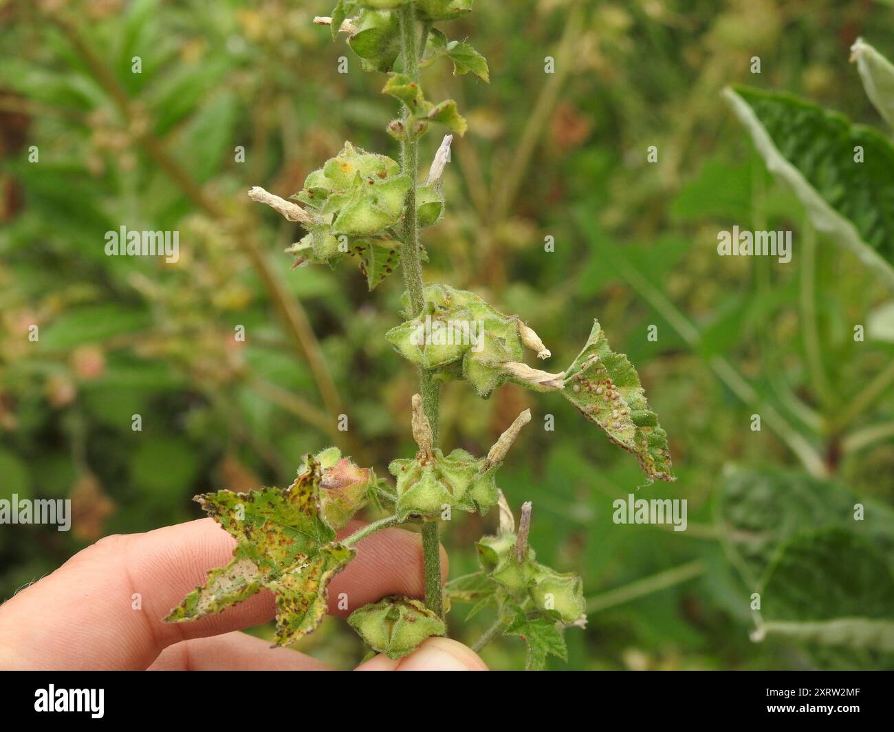 Cretan mallow (Malva multiflora) Plantae Stock Photo - Alamy