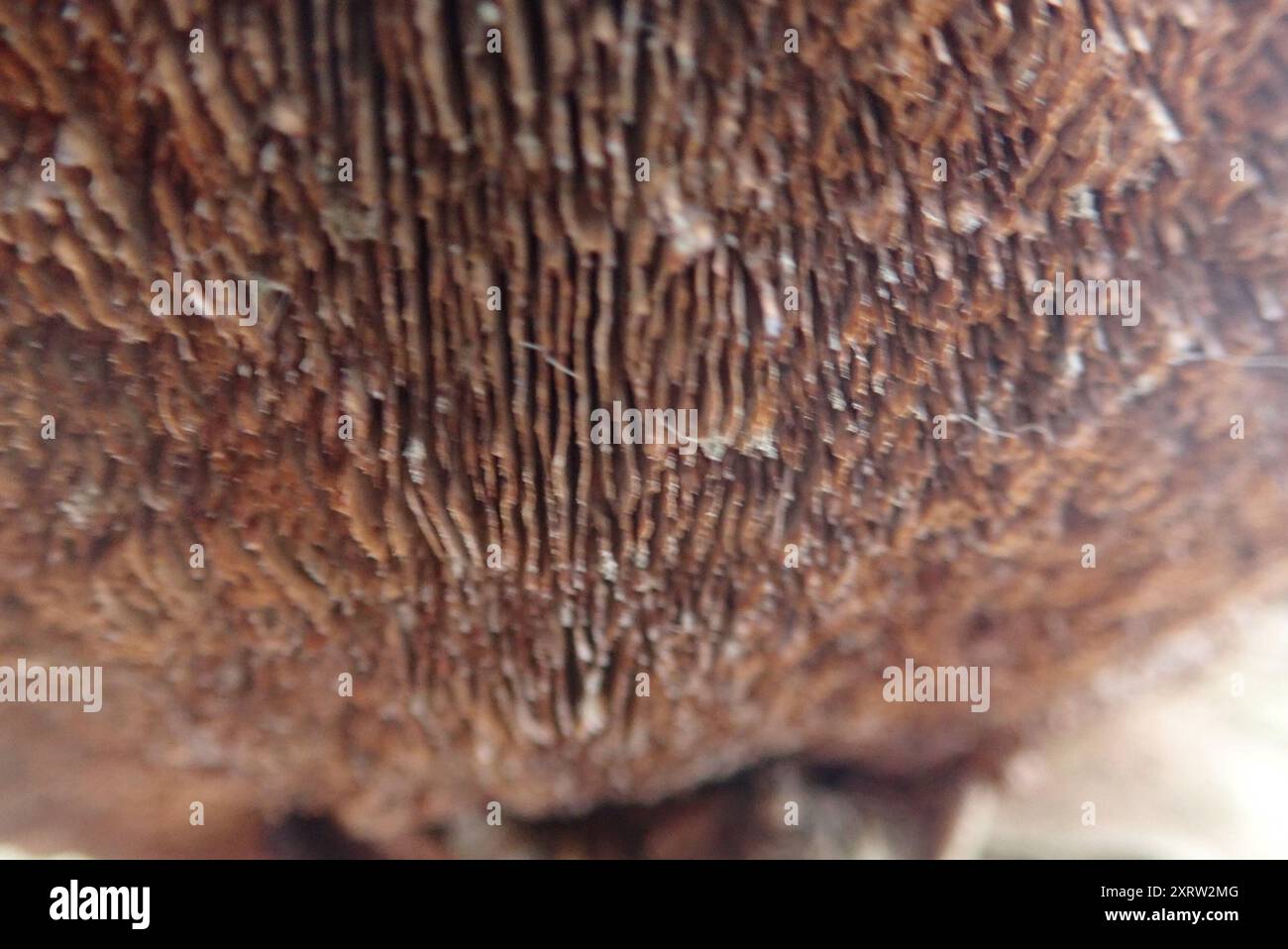 Thin-walled Maze Polypore (Daedaleopsis confragosa) Fungi Stock Photo ...