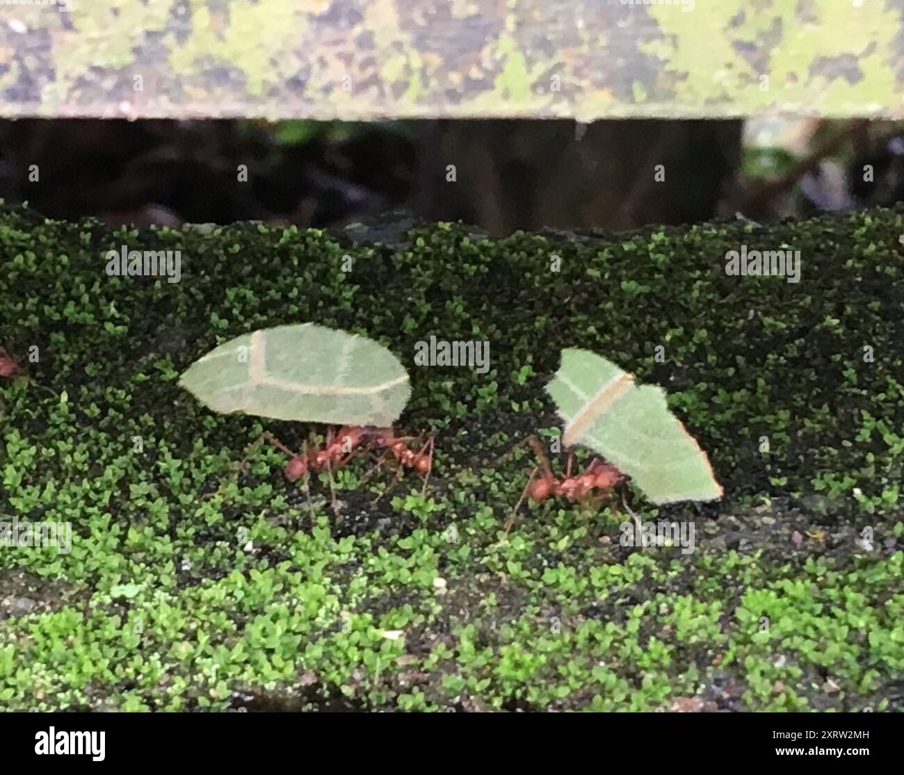 Atta Leaf-cutter Ants (Atta) Insecta Stock Photo - Alamy
