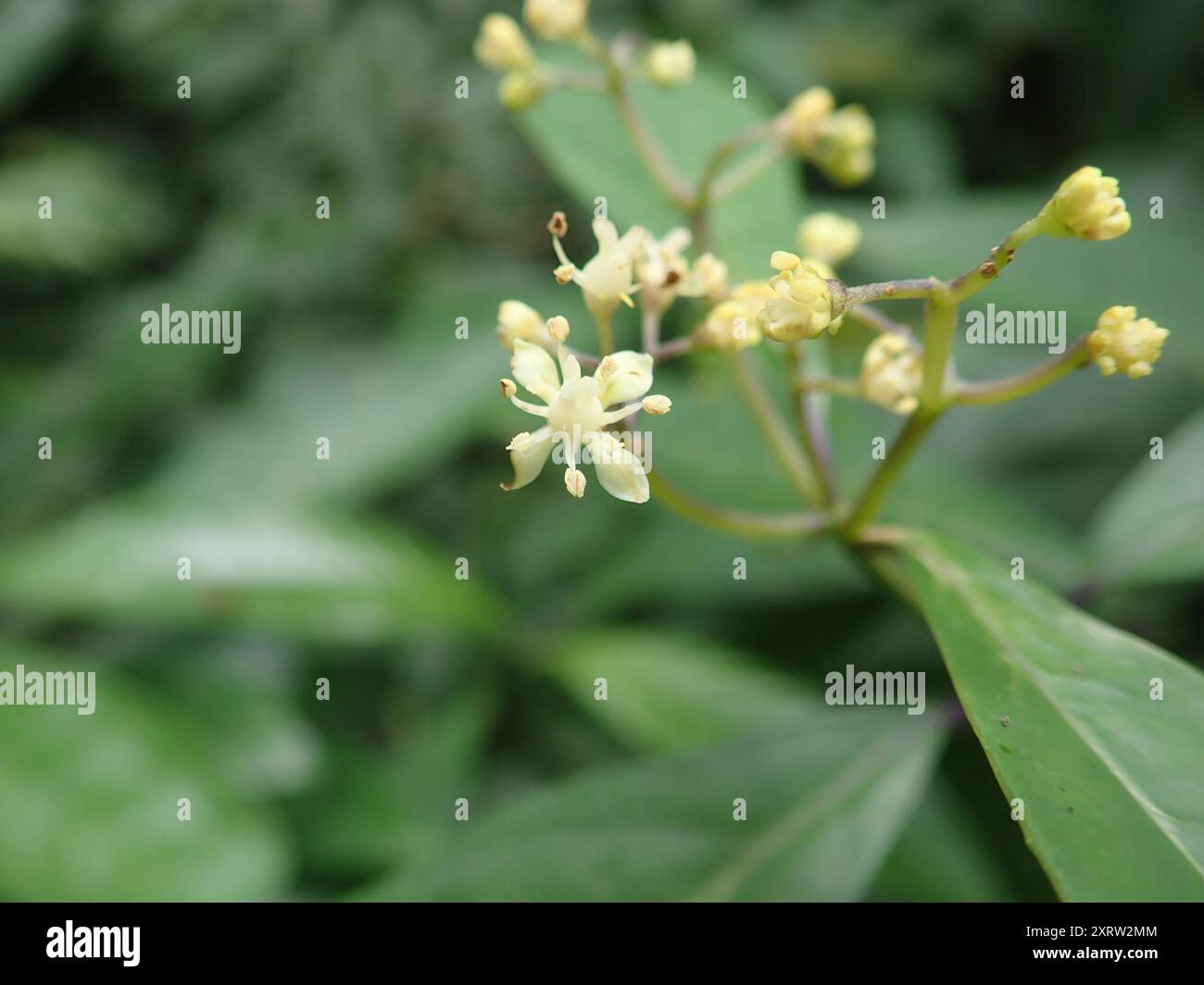 Chinese Hydrangea (Hydrangea chinensis) Plantae Stock Photo - Alamy
