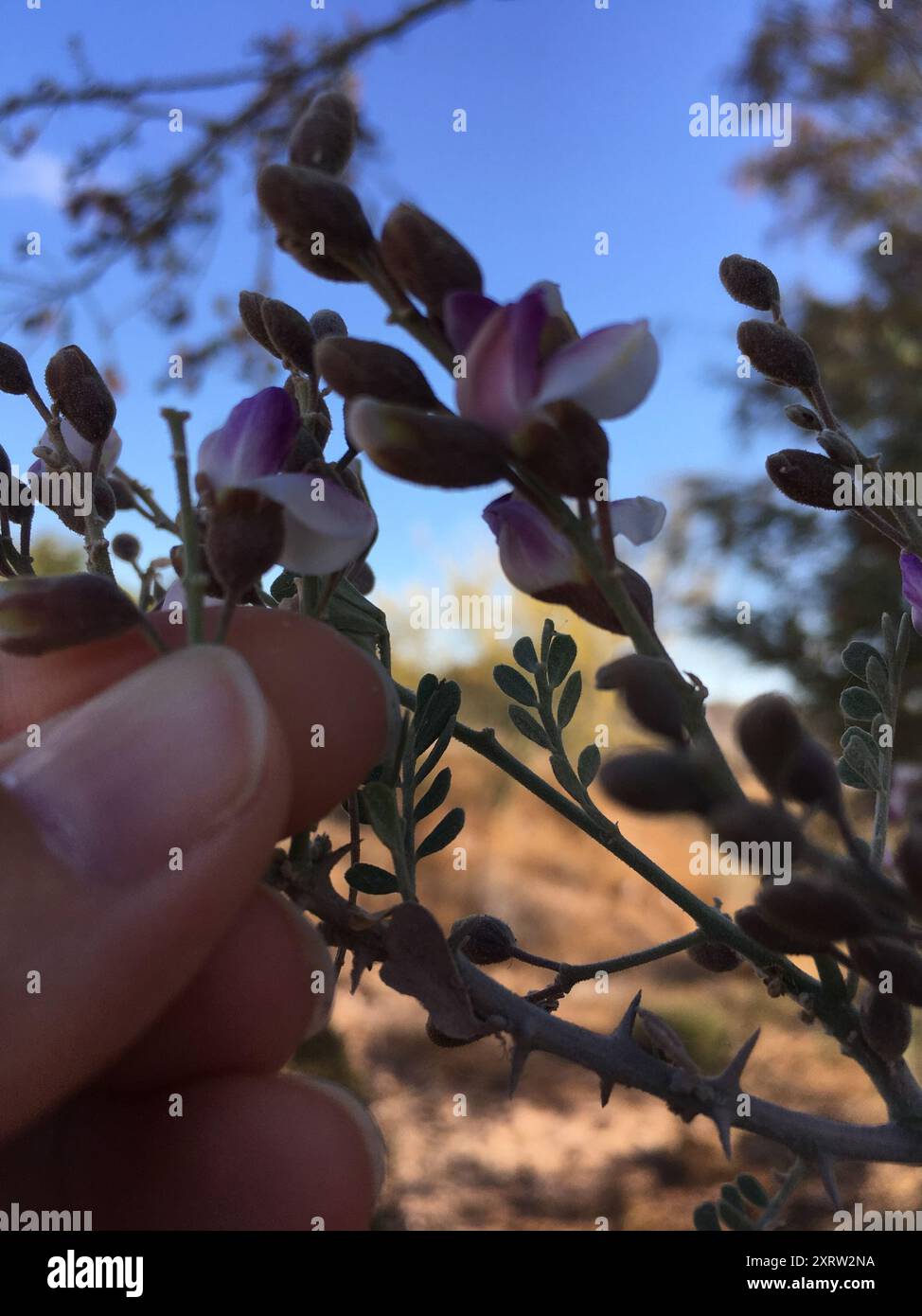 desert ironwood (Olneya tesota) Plantae Stock Photo - Alamy
