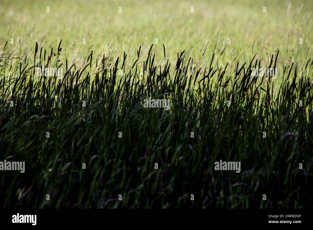 Long grass blowing in wind hi-res stock photography and images - Alamy