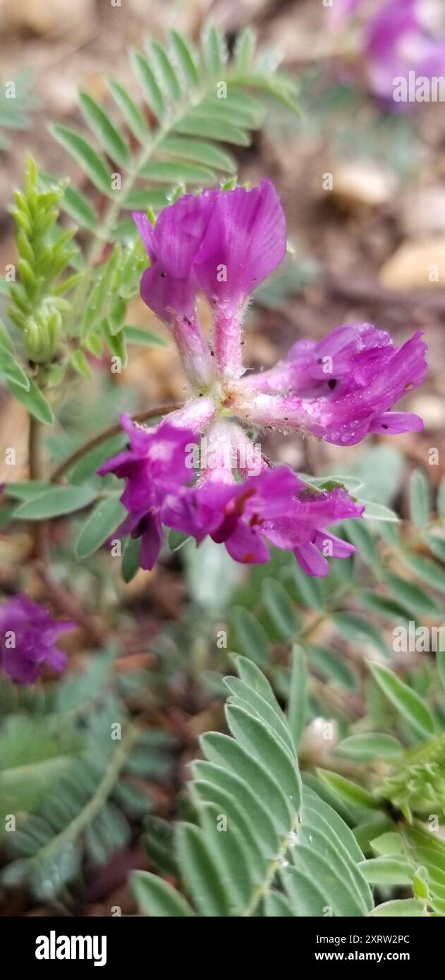 Ground-plum (Astragalus crassicarpus) Plantae Stock Photo - Alamy