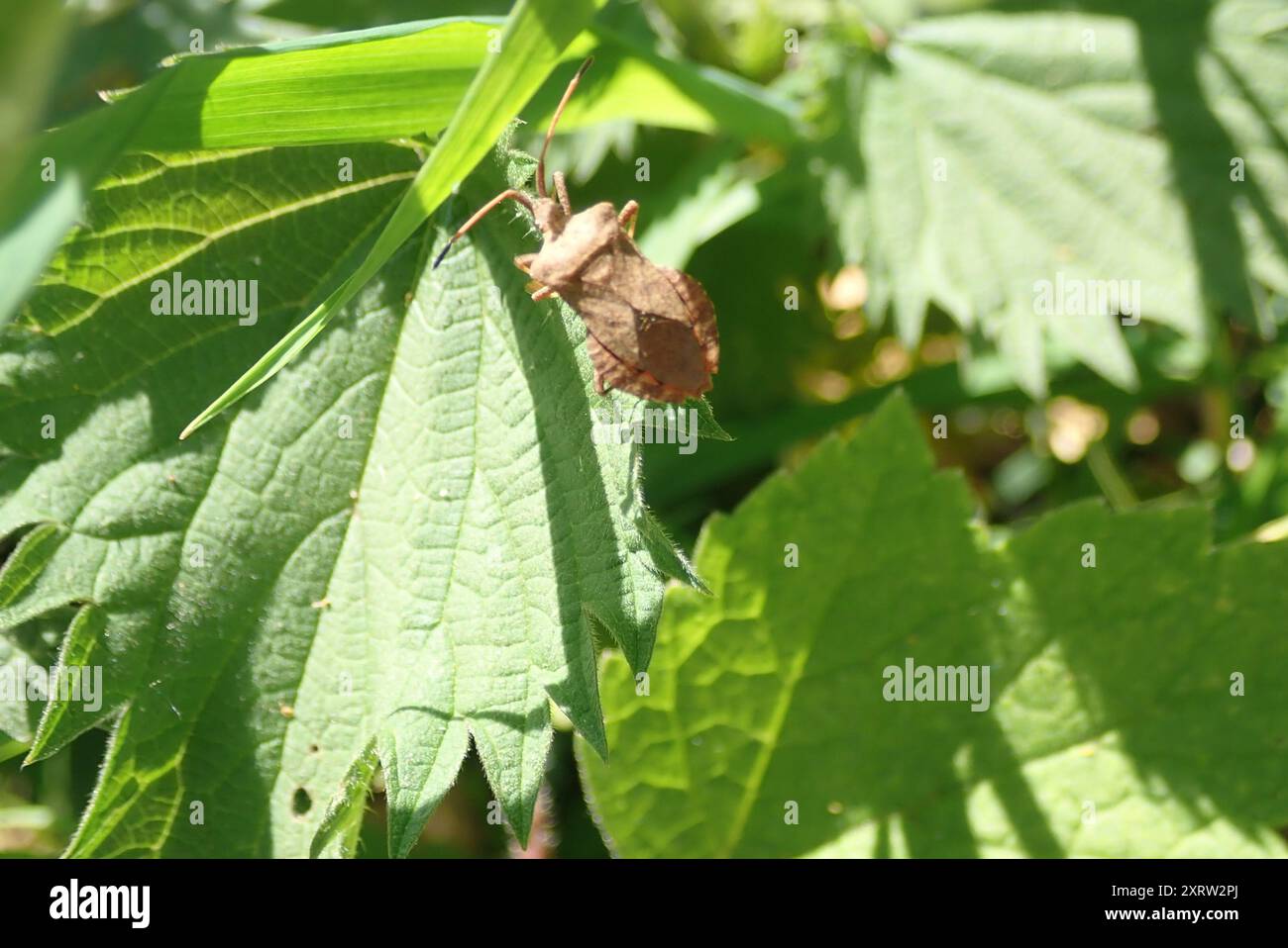 Dock Bug (Coreus marginatus) Insecta Stock Photo - Alamy