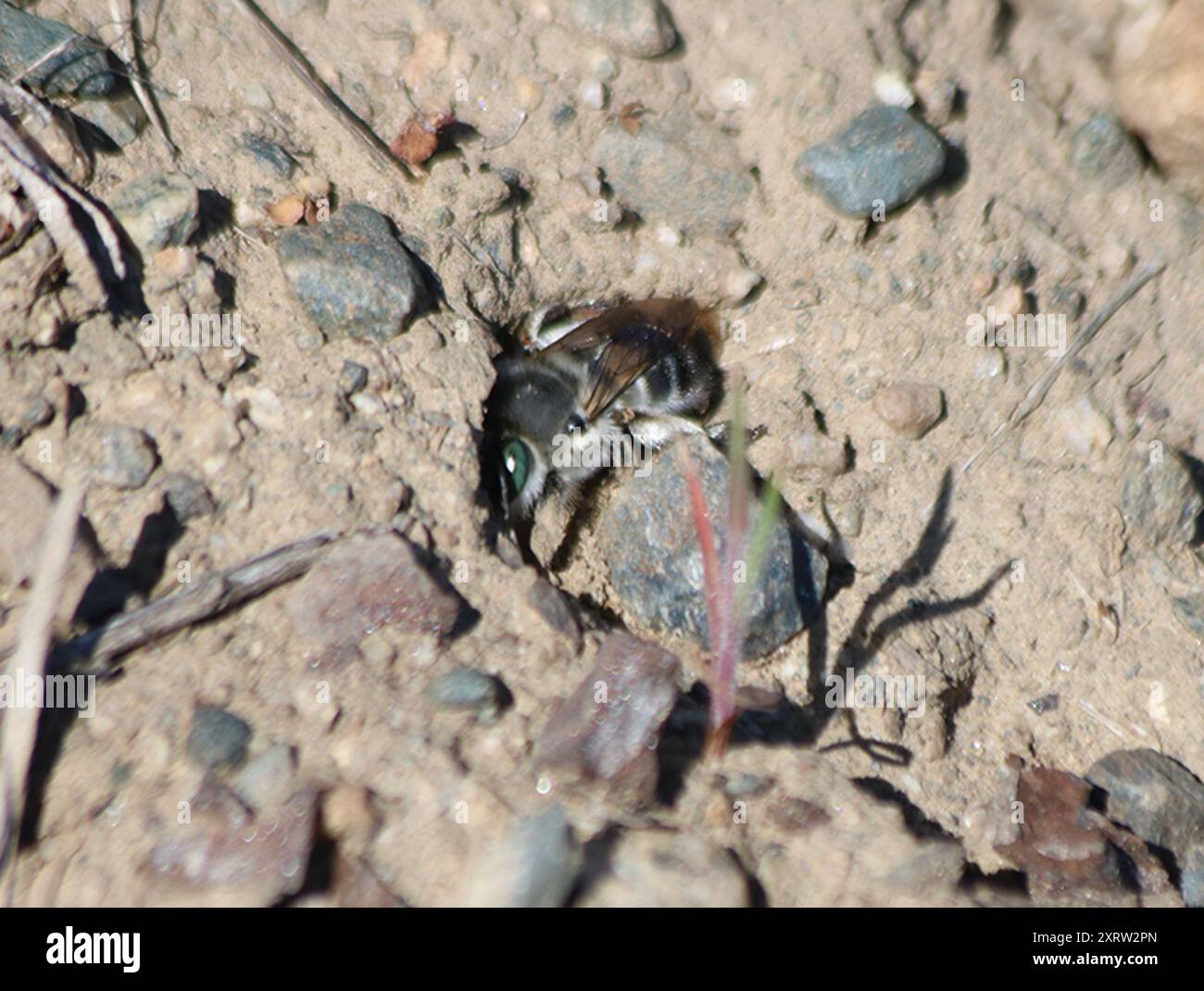 Common Digger Bees (Anthophora) Insecta Stock Photo - Alamy