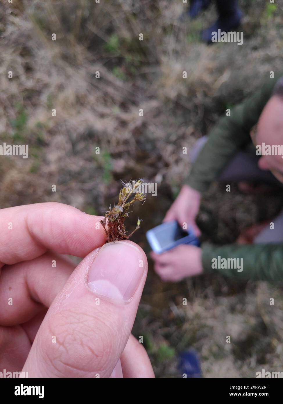 Heath Star-moss (Campylopus introflexus) Plantae Stock Photo - Alamy