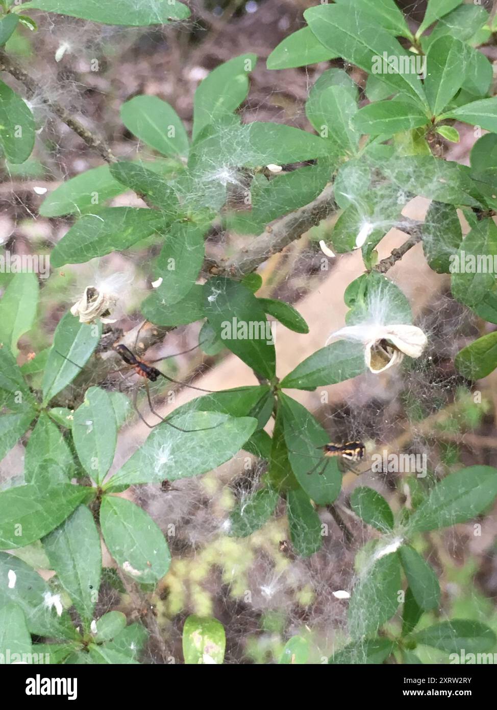 Bowl-and-doily Spider (Frontinella pyramitela) Arachnida Stock Photo ...