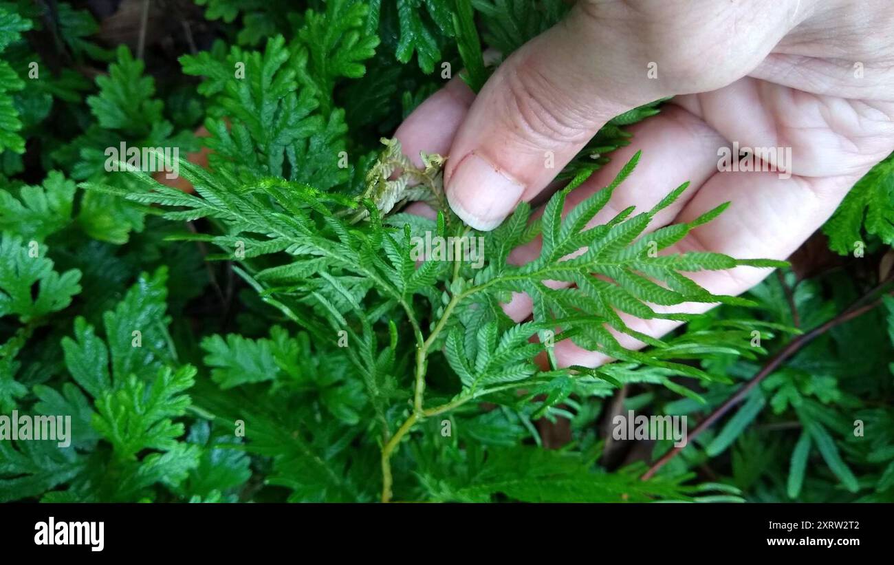spikemosses (Selaginella) Plantae Stock Photo - Alamy