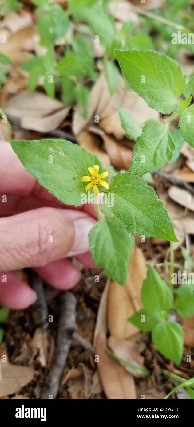 straggler daisy (Calyptocarpus vialis) Plantae Stock Photo - Alamy
