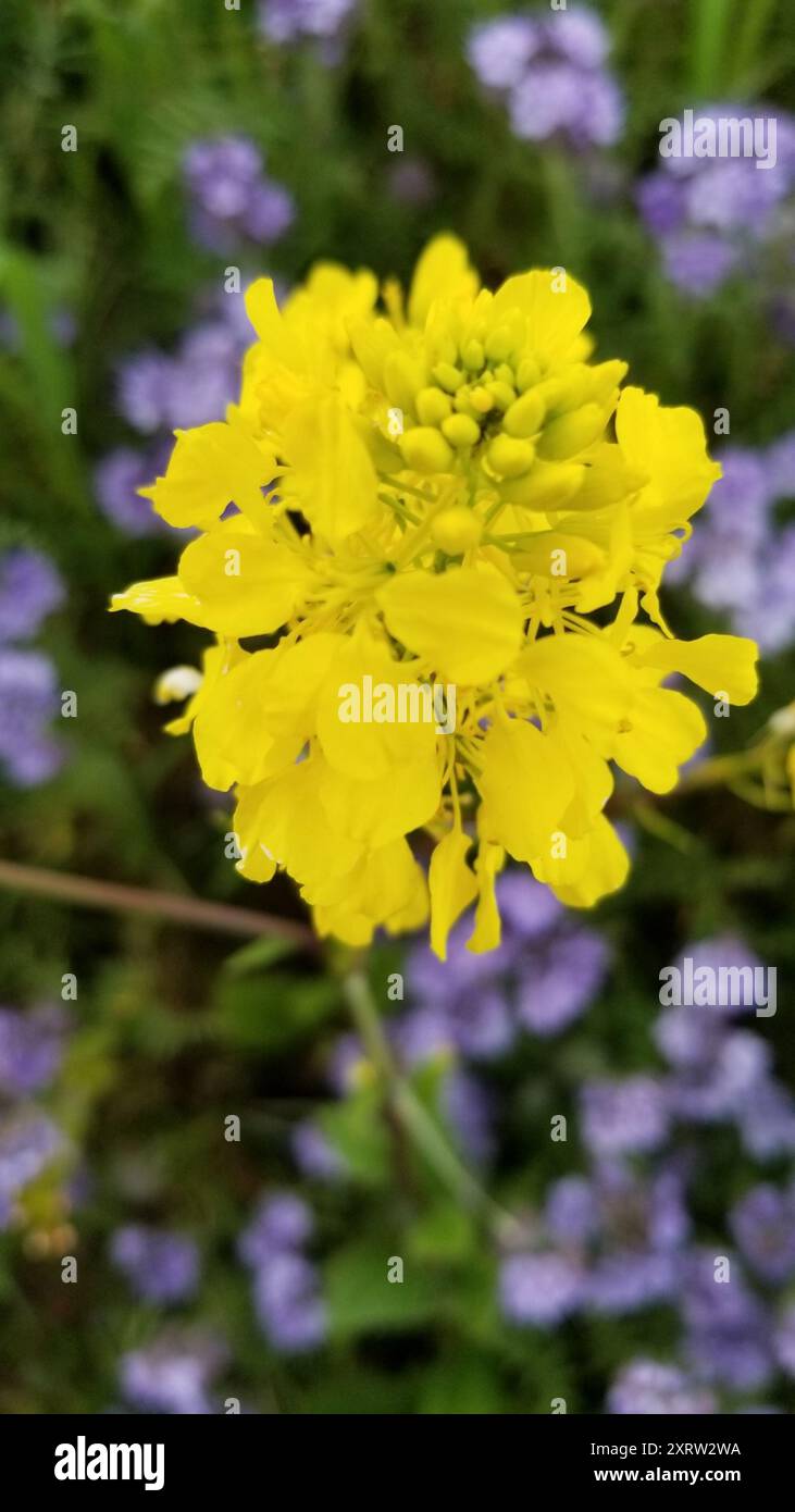 mustard family (Brassicaceae) Plantae Stock Photo - Alamy