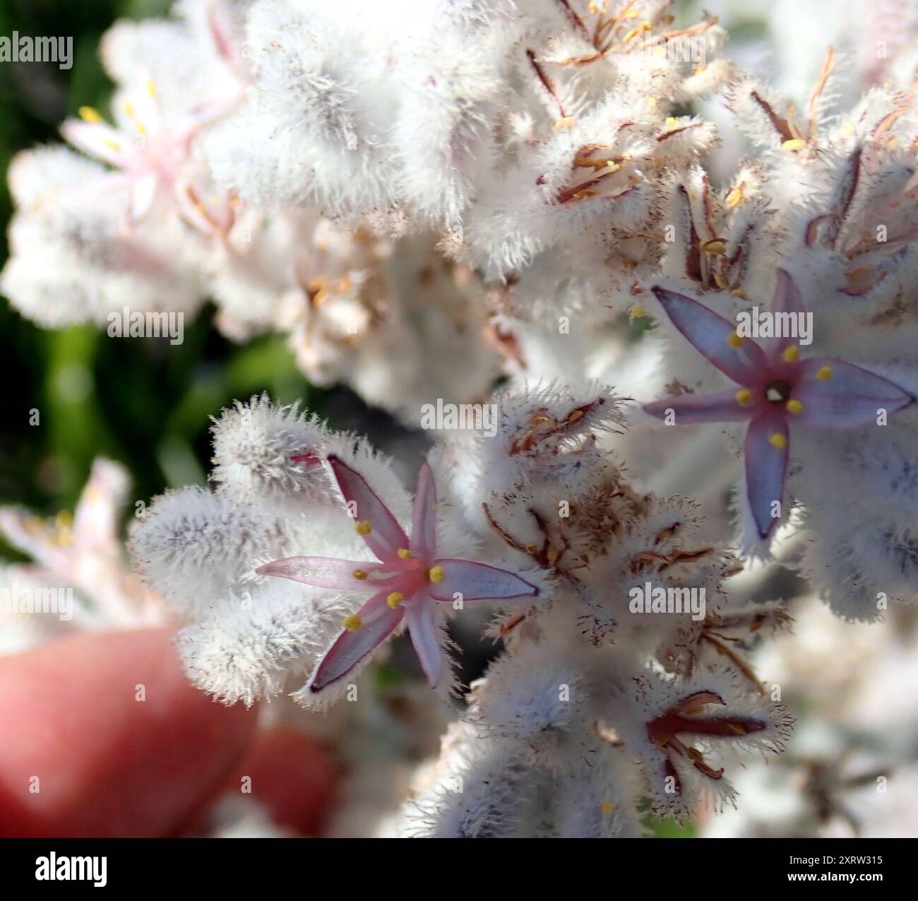 Lambstail (Lanaria lanata) Plantae Stock Photo - Alamy