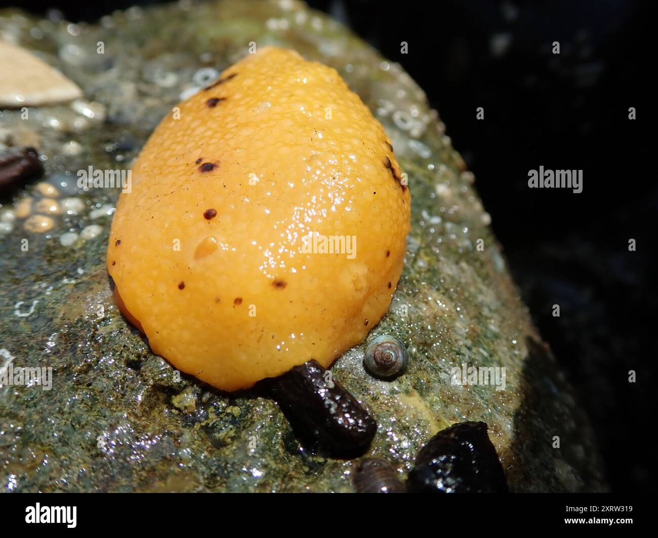 Monterey Dorid (Doris montereyensis) Mollusca Stock Photo - Alamy