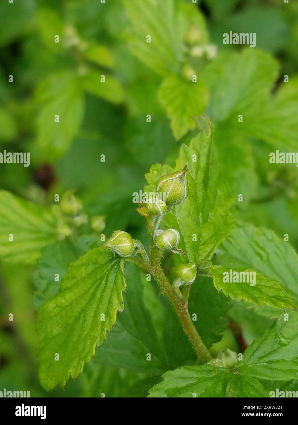 Common Dewberry (Rubus flagellaris) Plantae Stock Photo - Alamy
