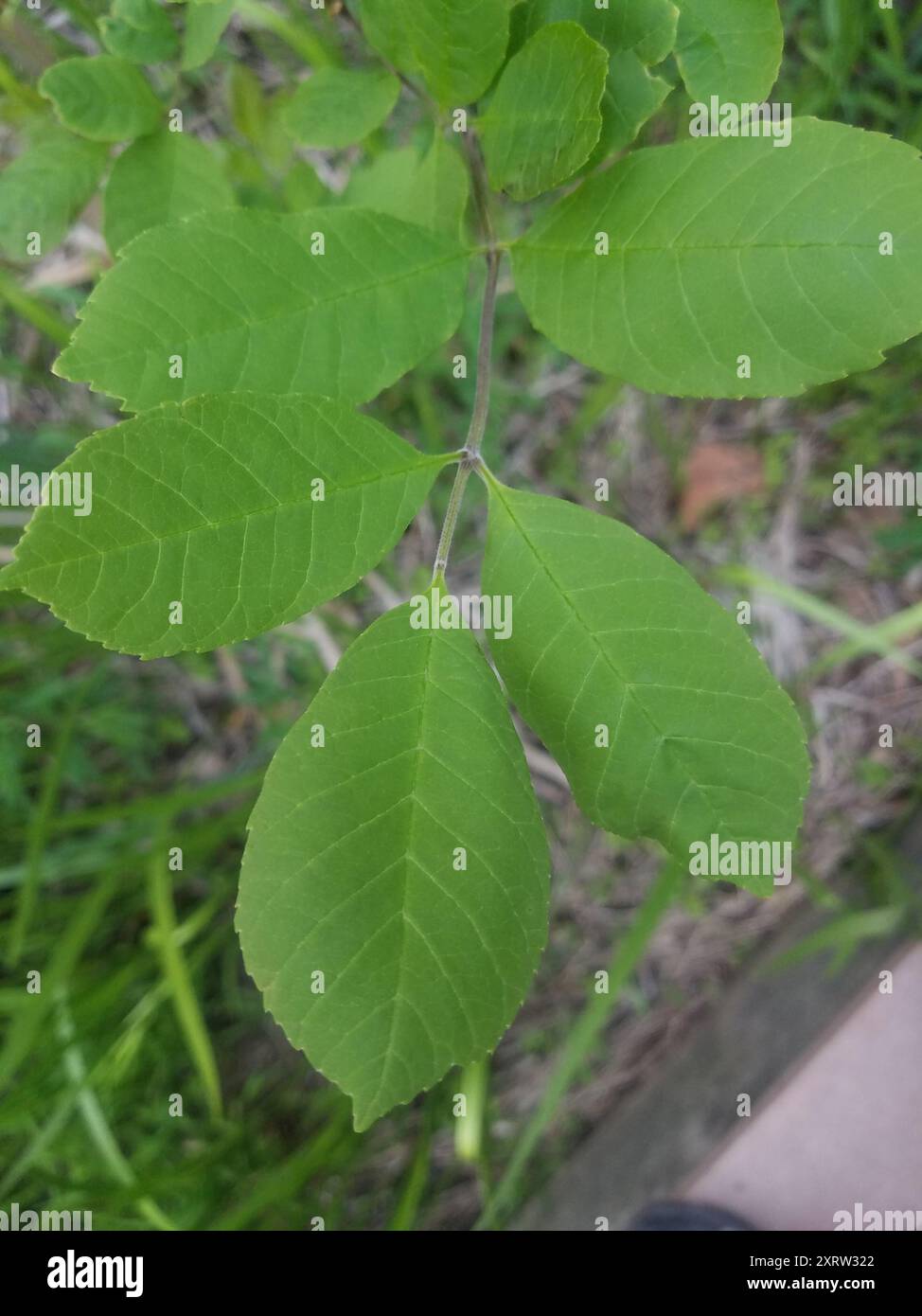 ashes (Fraxinus) Plantae Stock Photo - Alamy