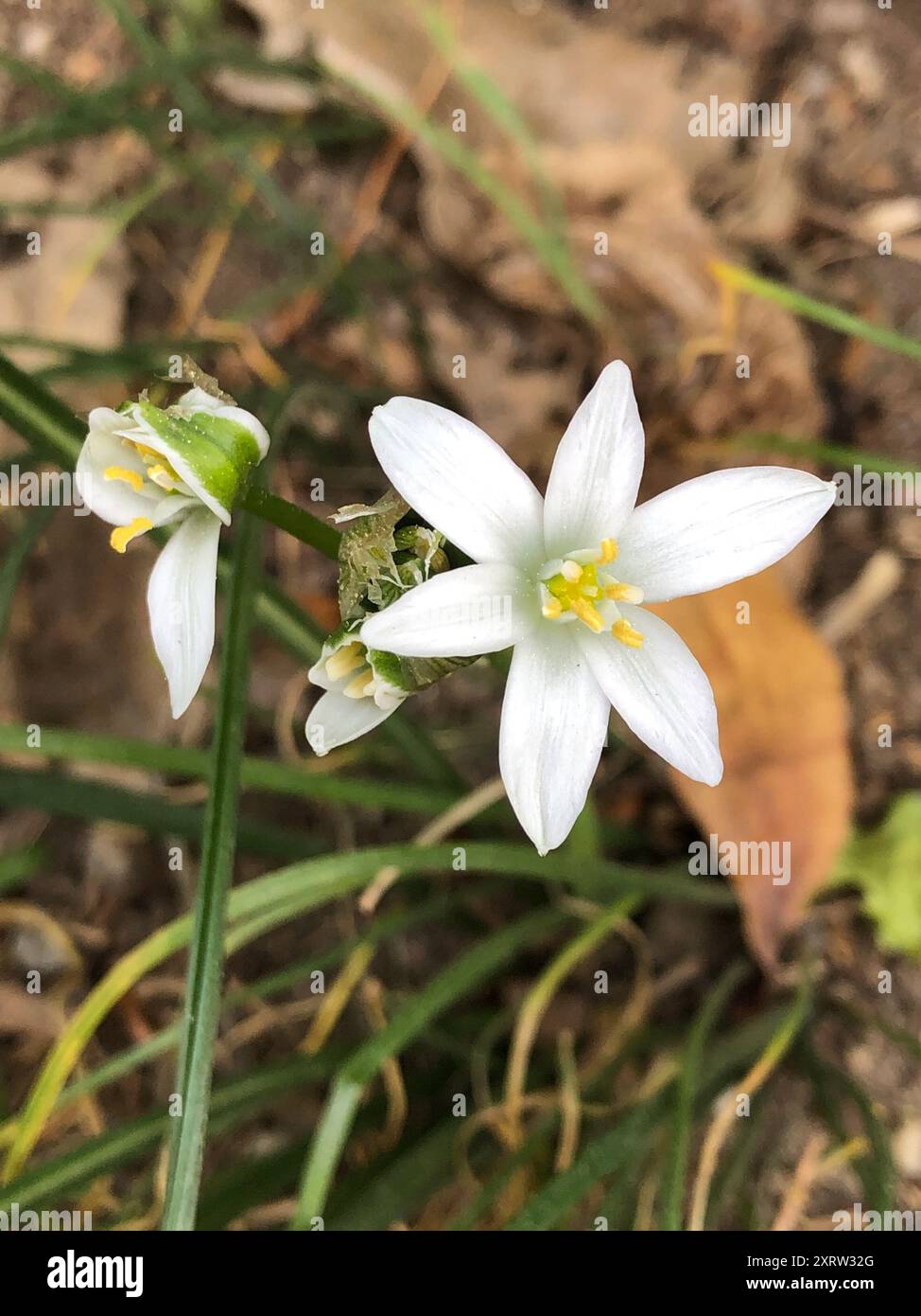 common star-of-Bethlehem (Ornithogalum umbellatum) Plantae Stock Photo ...
