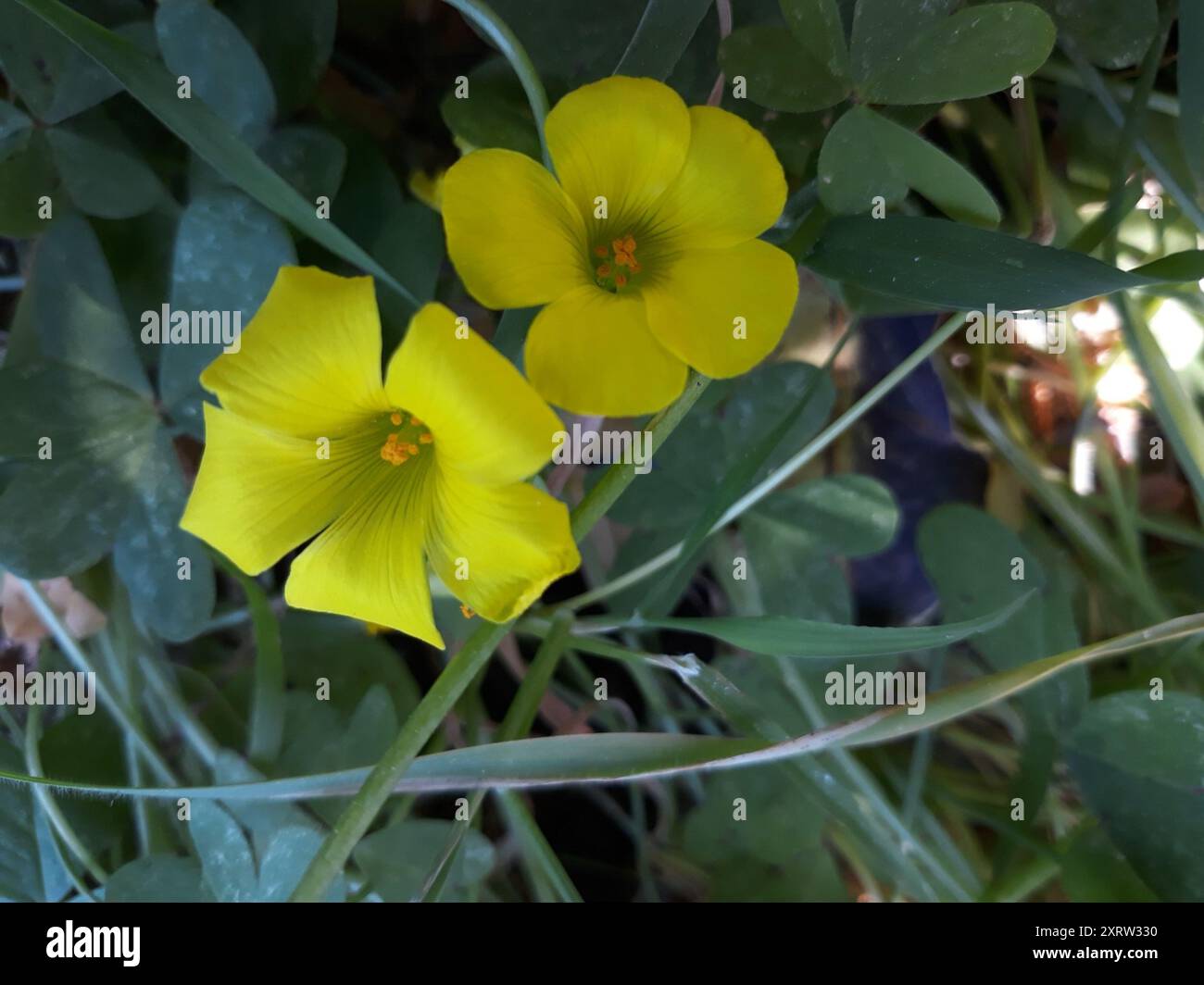 Bermuda buttercup (Oxalis pes-caprae) Plantae Stock Photo - Alamy