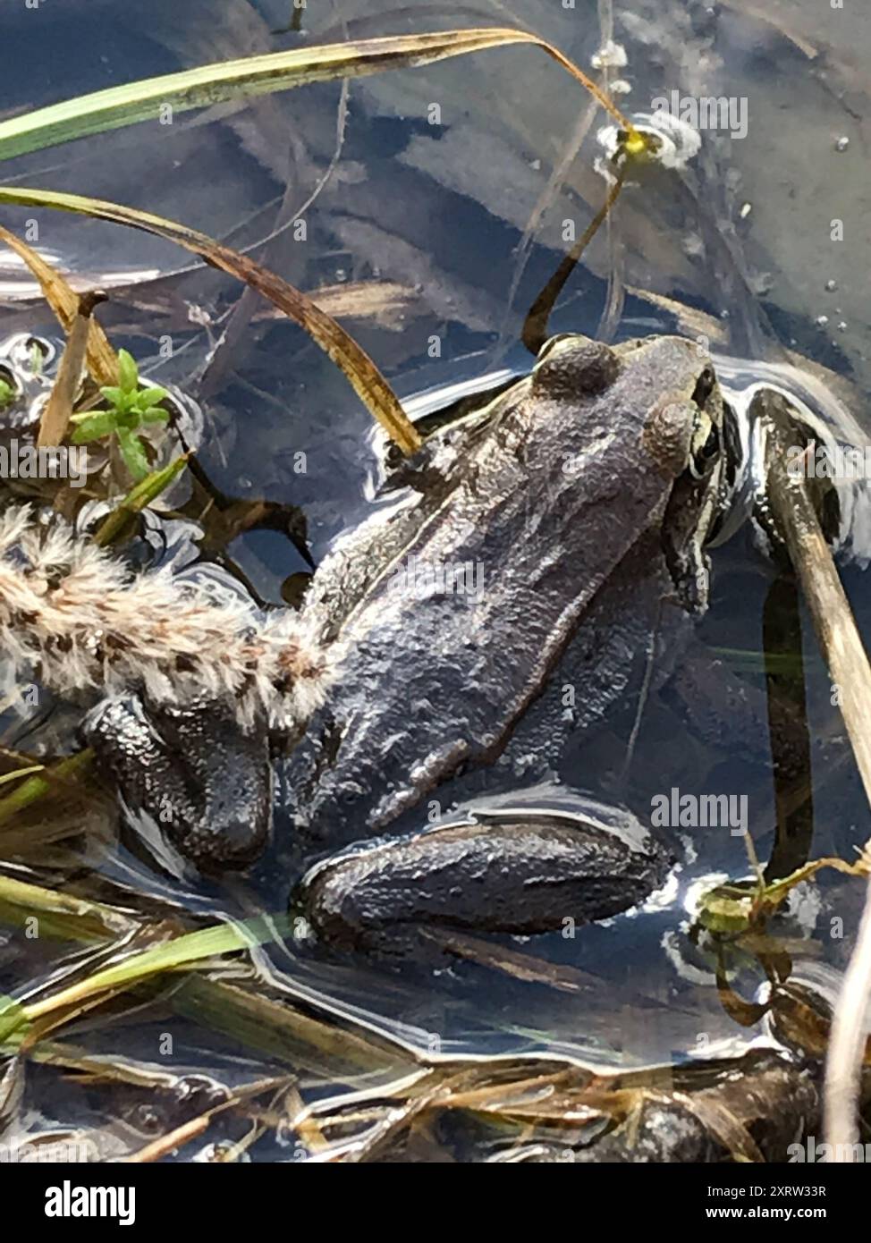 Wood Frog (Lithobates sylvaticus) Amphibia Stock Photo - Alamy
