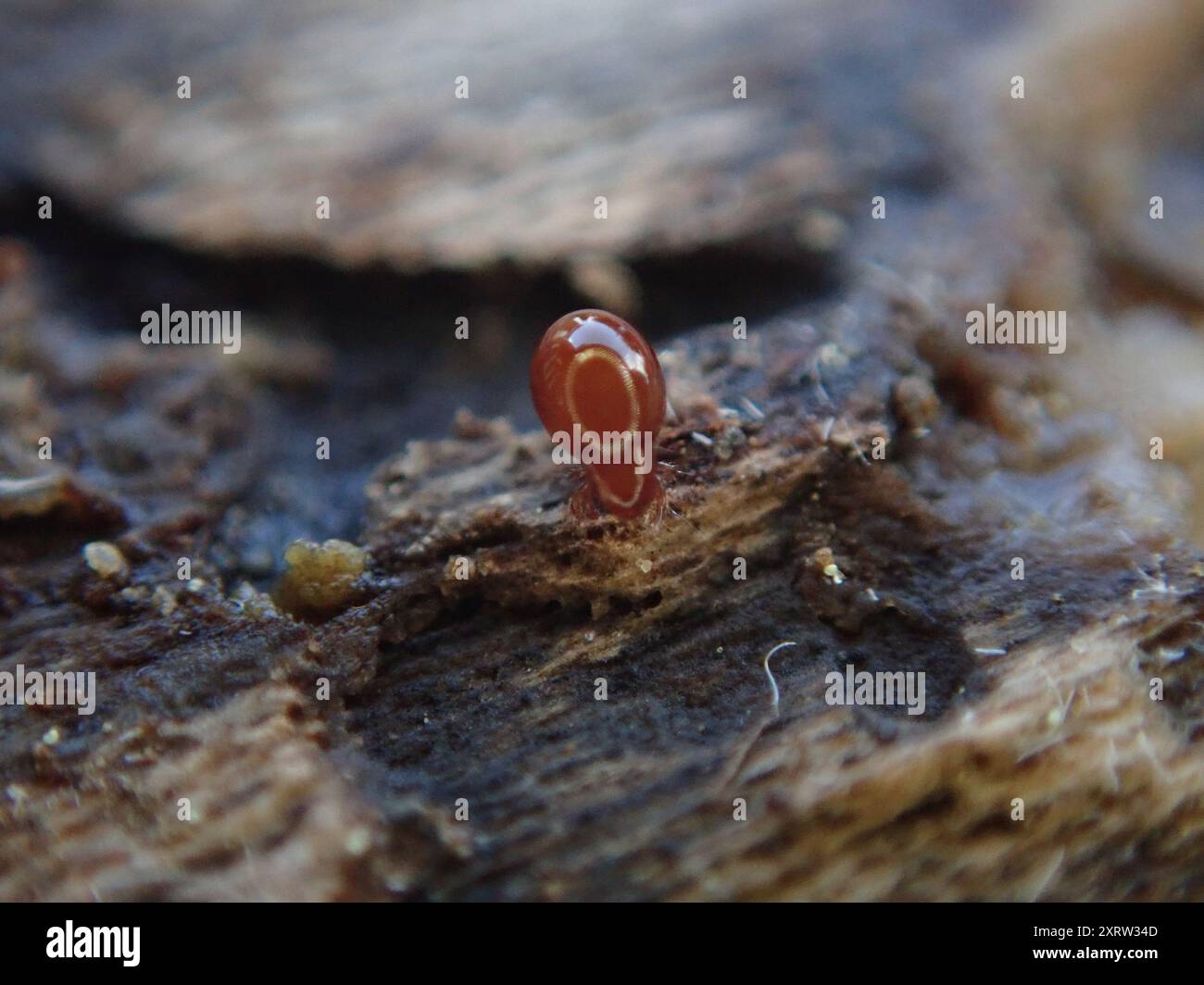 beetle mites (Oribatida) Arachnida Stock Photo - Alamy