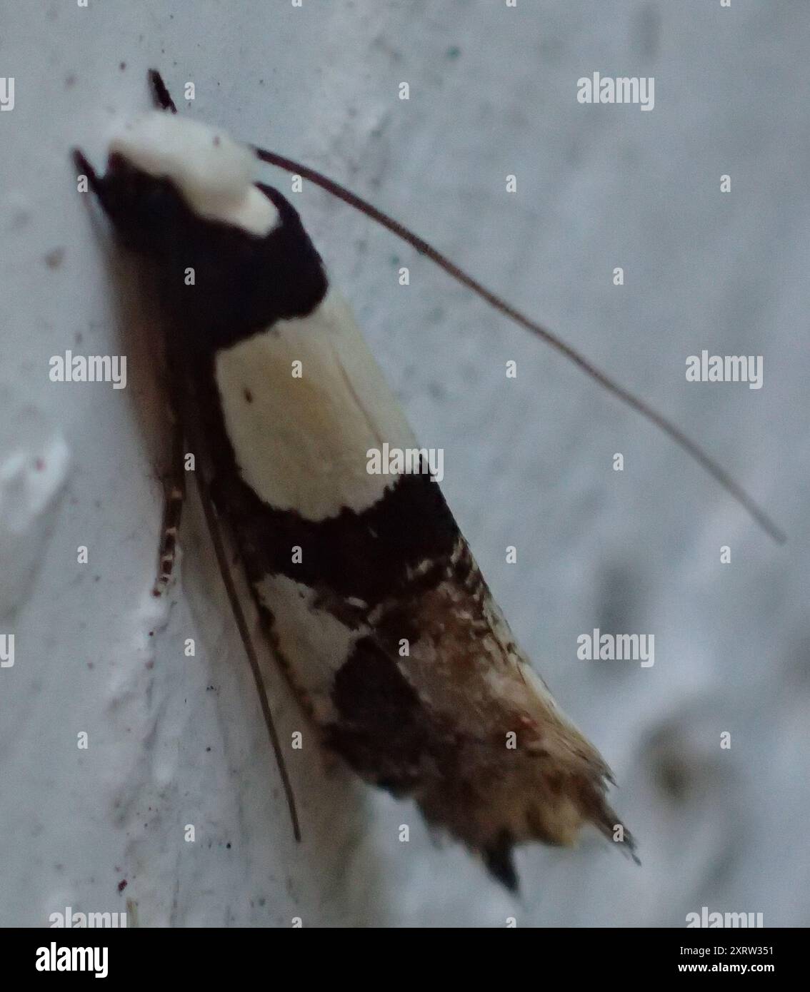 Wool Moth (Monopis icterogastra) Insecta Stock Photo - Alamy