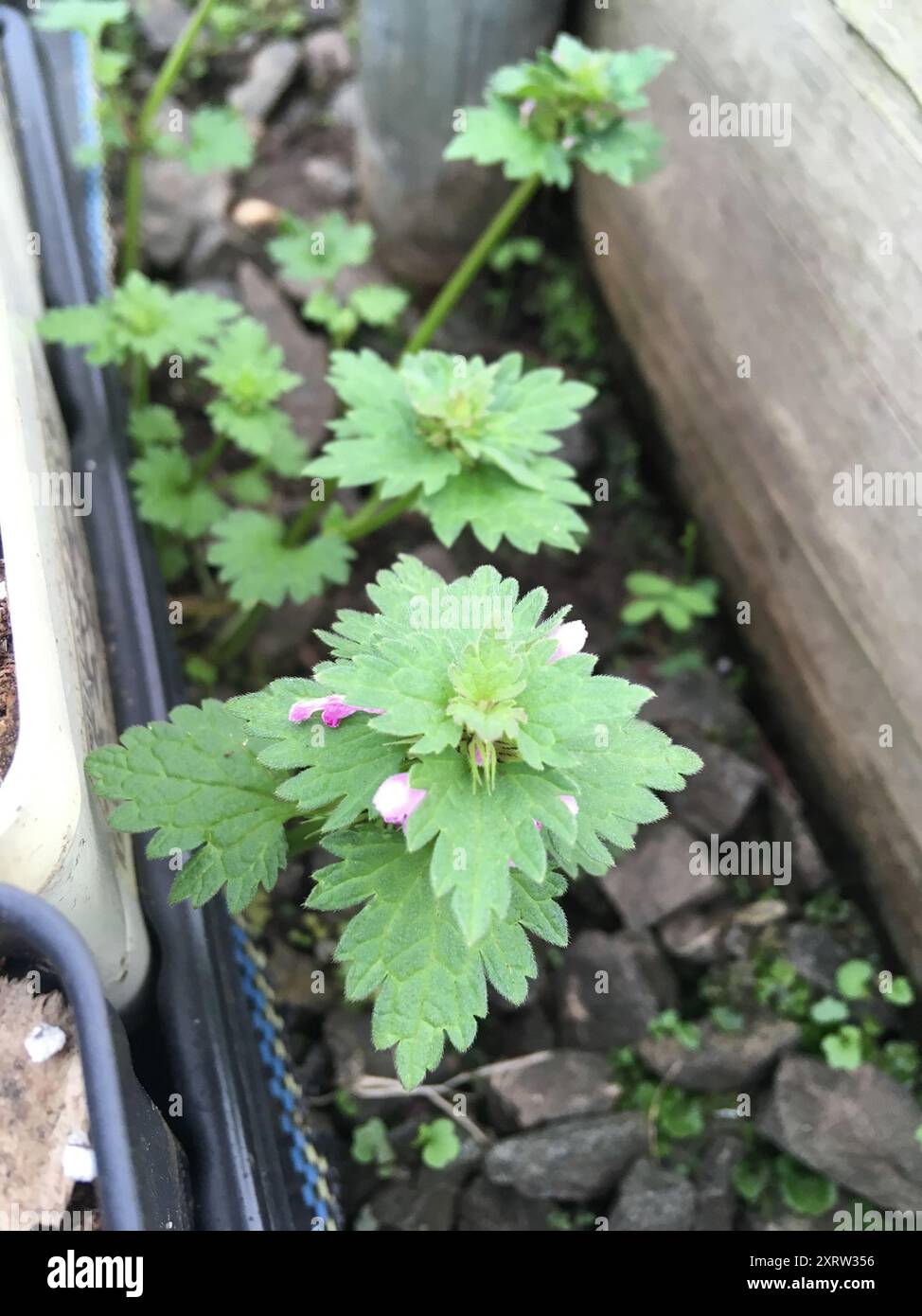 cutleaf deadnettle (Lamium hybridum) Plantae Stock Photo - Alamy