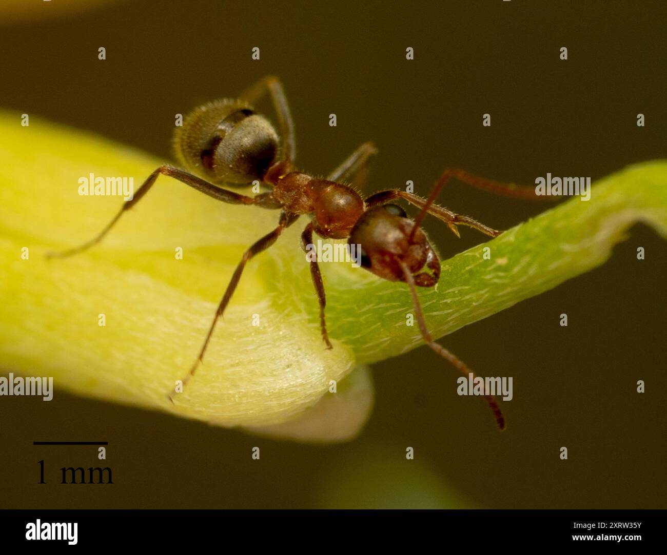 Wood, Mound, and Field Ants (Formica) Insecta Stock Photo - Alamy