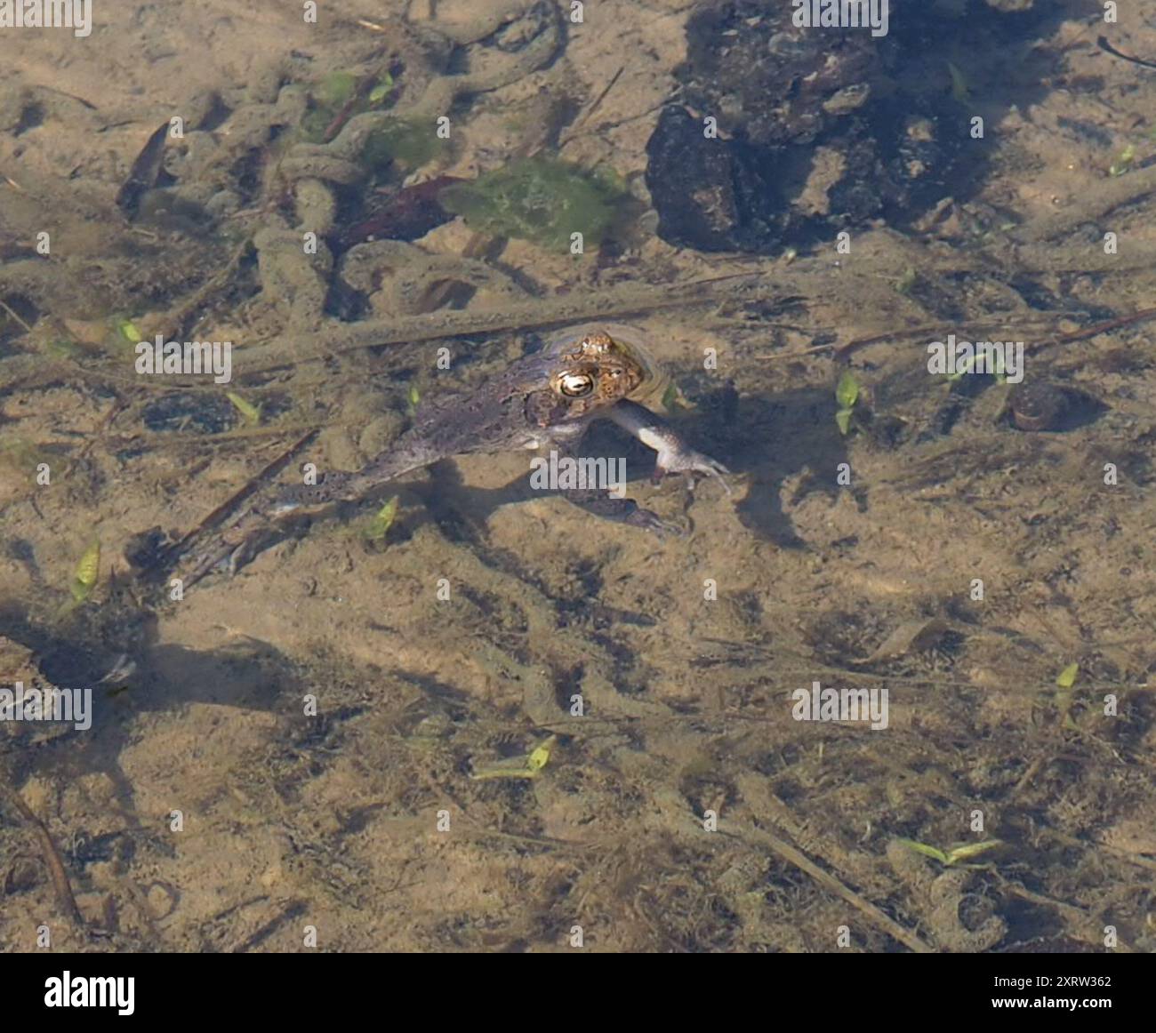 Eastern American Toad (Anaxyrus americanus americanus) Amphibia Stock ...