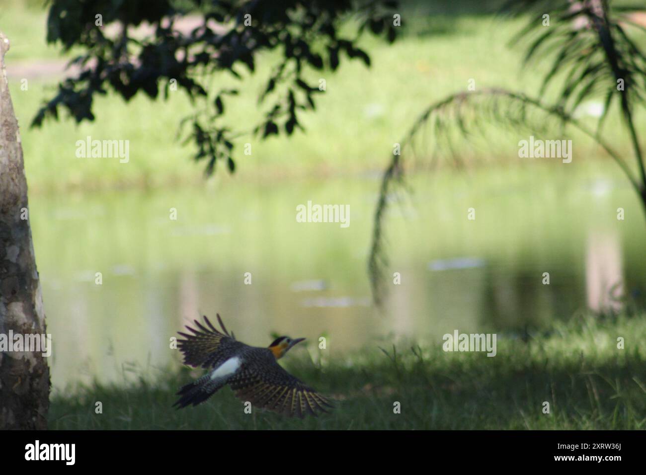 Campo Flicker (Colaptes campestris) Aves Stock Photo - Alamy