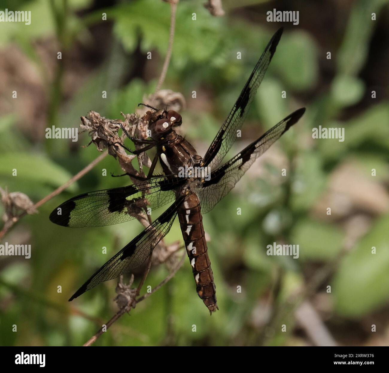 Common Whitetail (Plathemis lydia) Insecta Stock Photo - Alamy