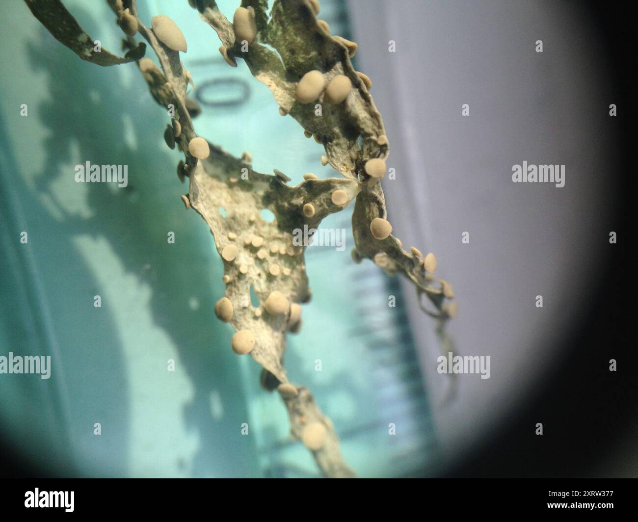 cartilage lichen (Ramalina celastri) Fungi Stock Photo - Alamy
