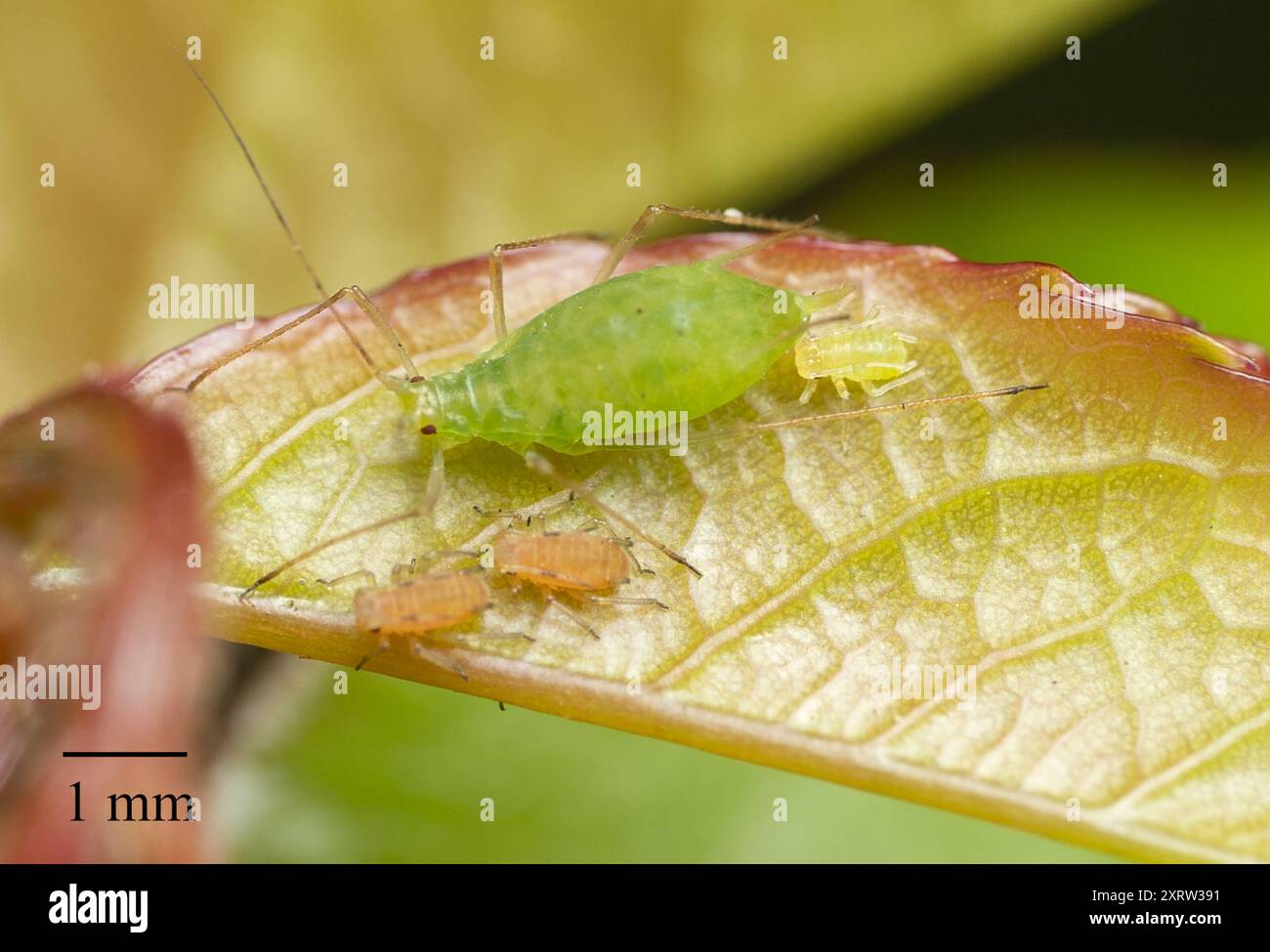 Potato Aphid (Macrosiphum euphorbiae) Insecta Stock Photo - Alamy