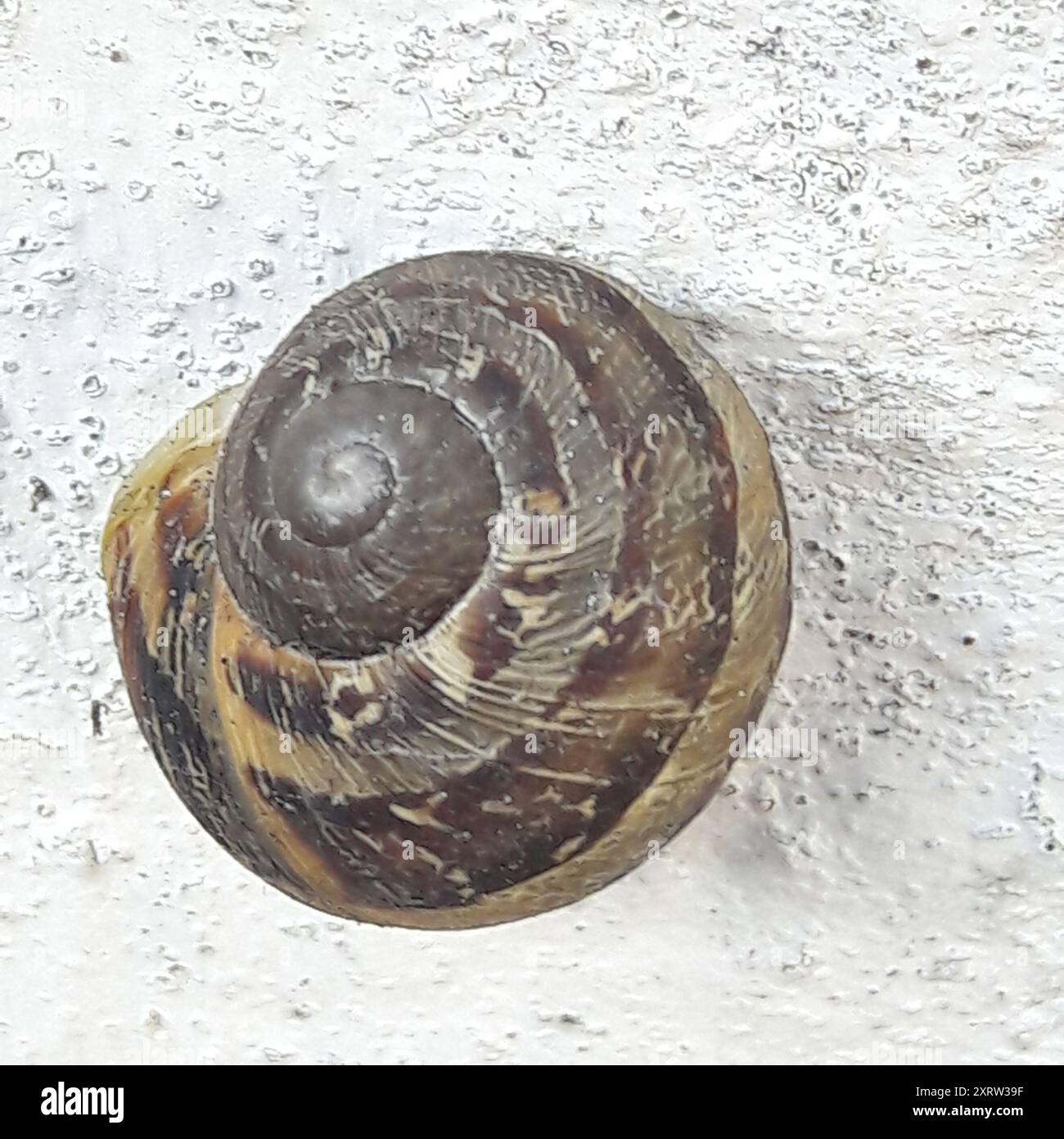 Garden Snail (Cornu aspersum) Mollusca Stock Photo - Alamy