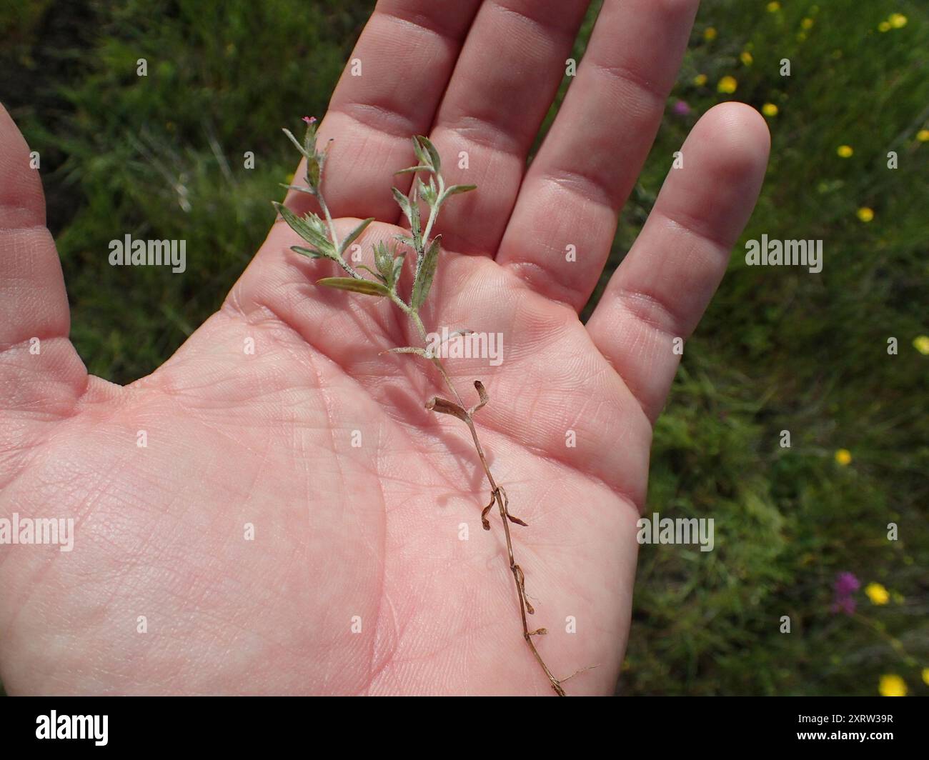 slender phlox (Microsteris gracilis) Plantae Stock Photo - Alamy