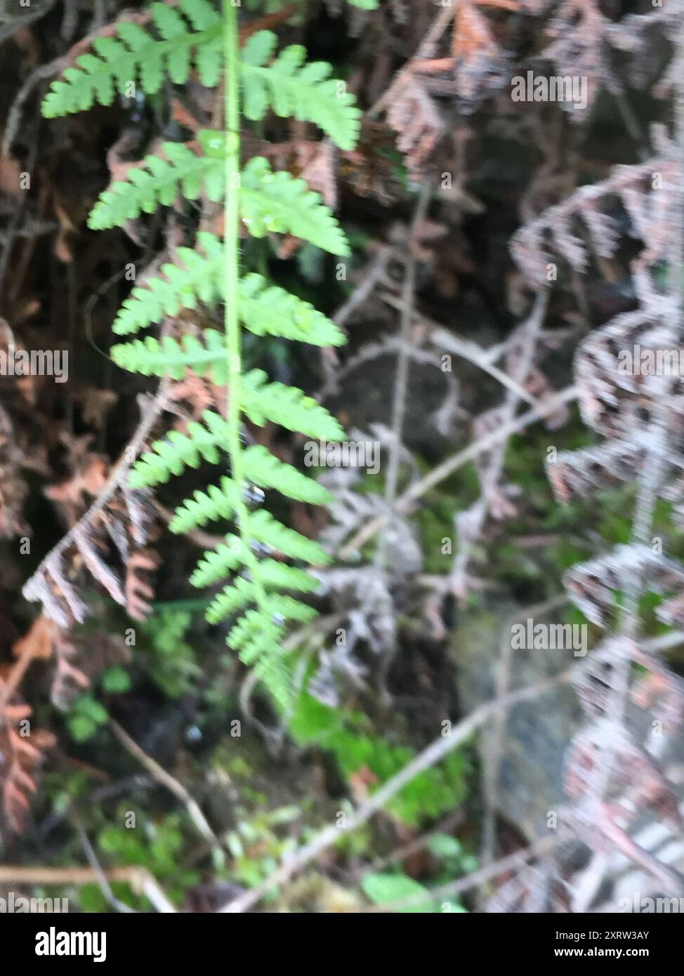 cliff ferns (Woodsia) Plantae Stock Photo - Alamy