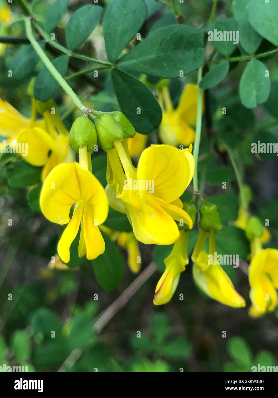 Scorpion Senna (Hippocrepis emerus) Plantae Stock Photo - Alamy