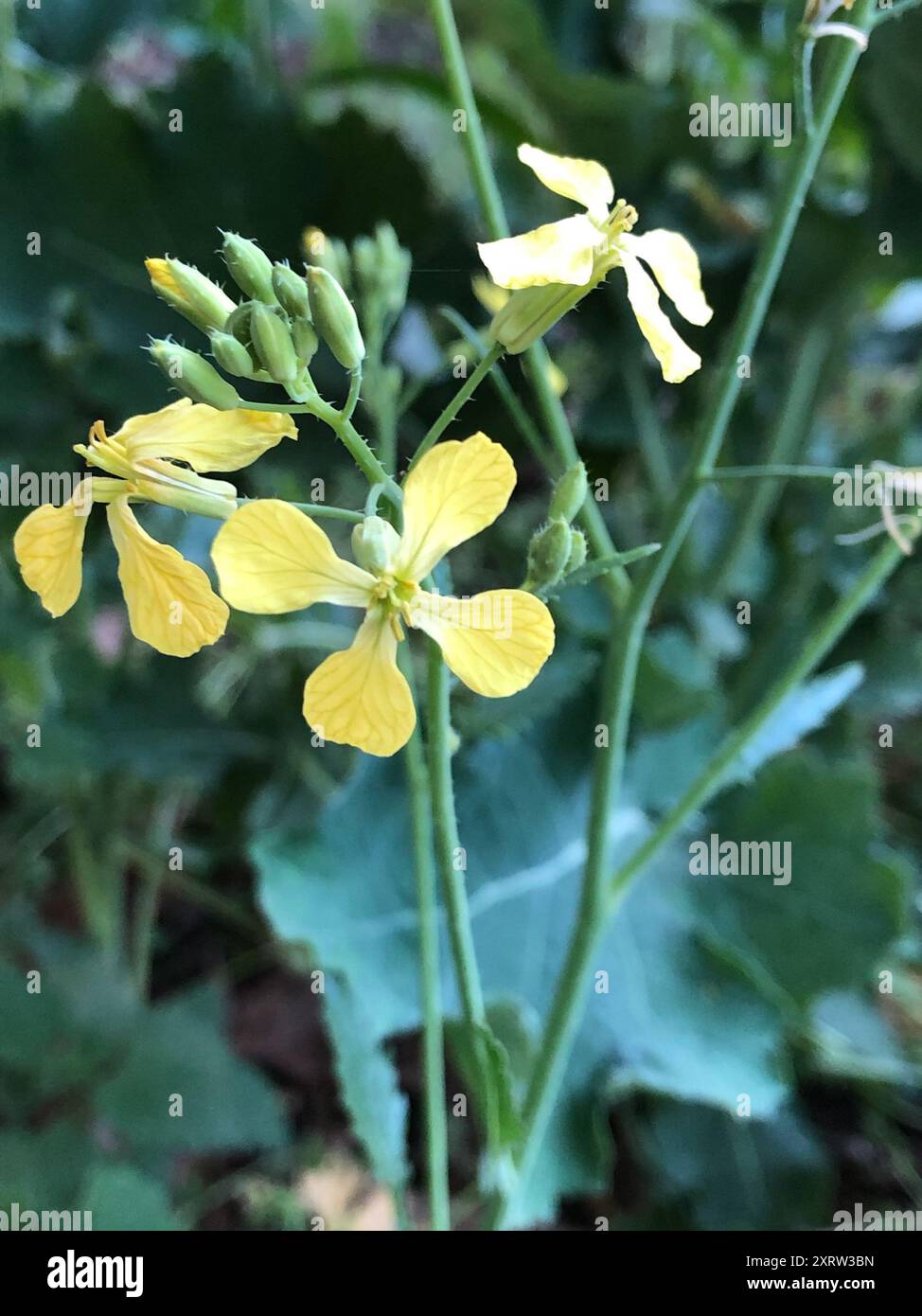 Jointed Charlock (Raphanus raphanistrum) Plantae Stock Photo - Alamy