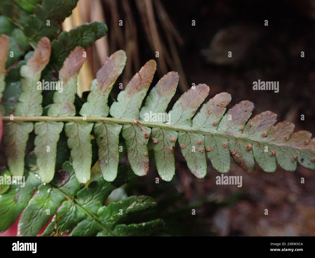 marginal wood fern (Dryopteris marginalis) Plantae Stock Photo - Alamy