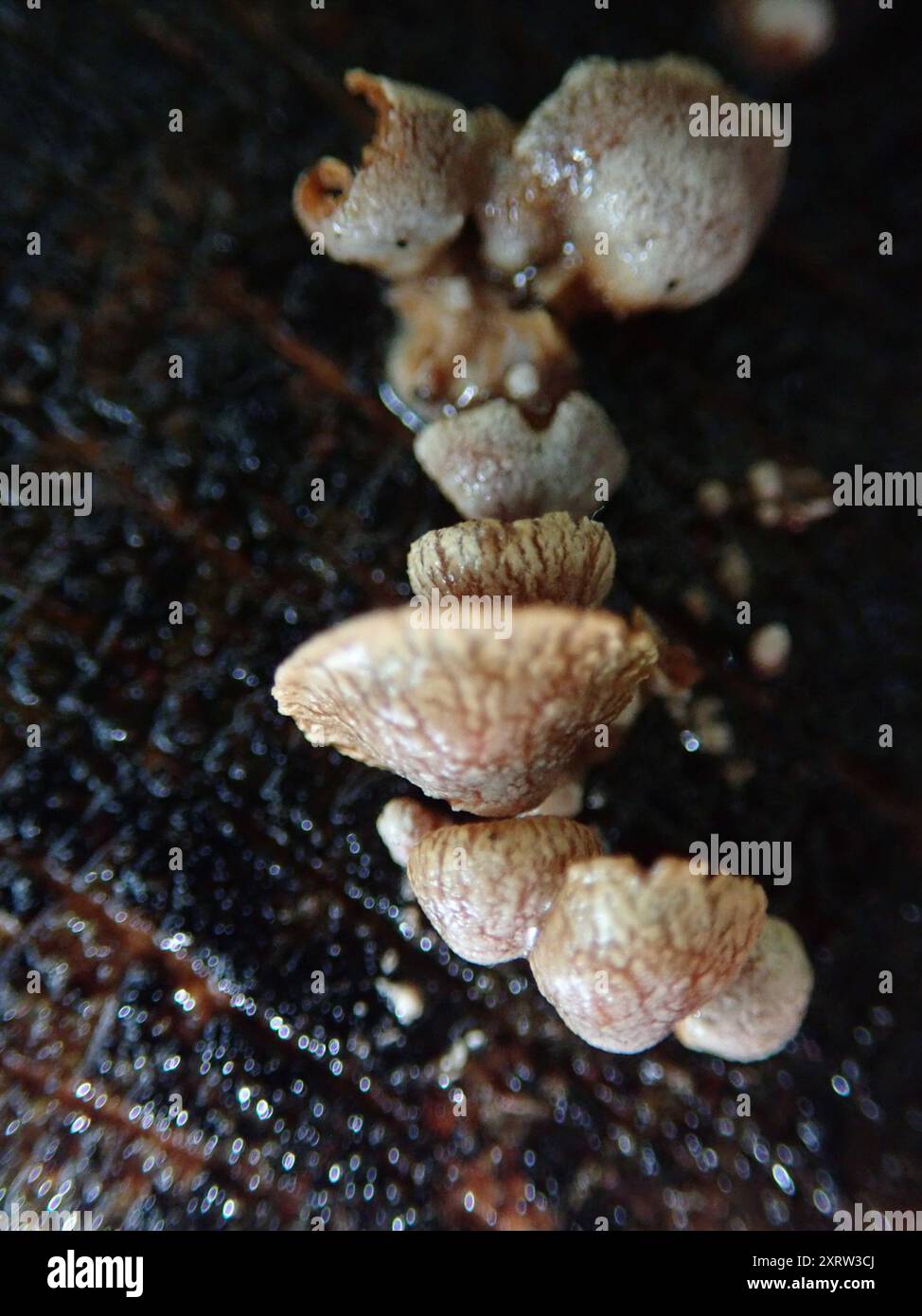 Luminescent panellus stipticus fungi hi-res stock photography and ...