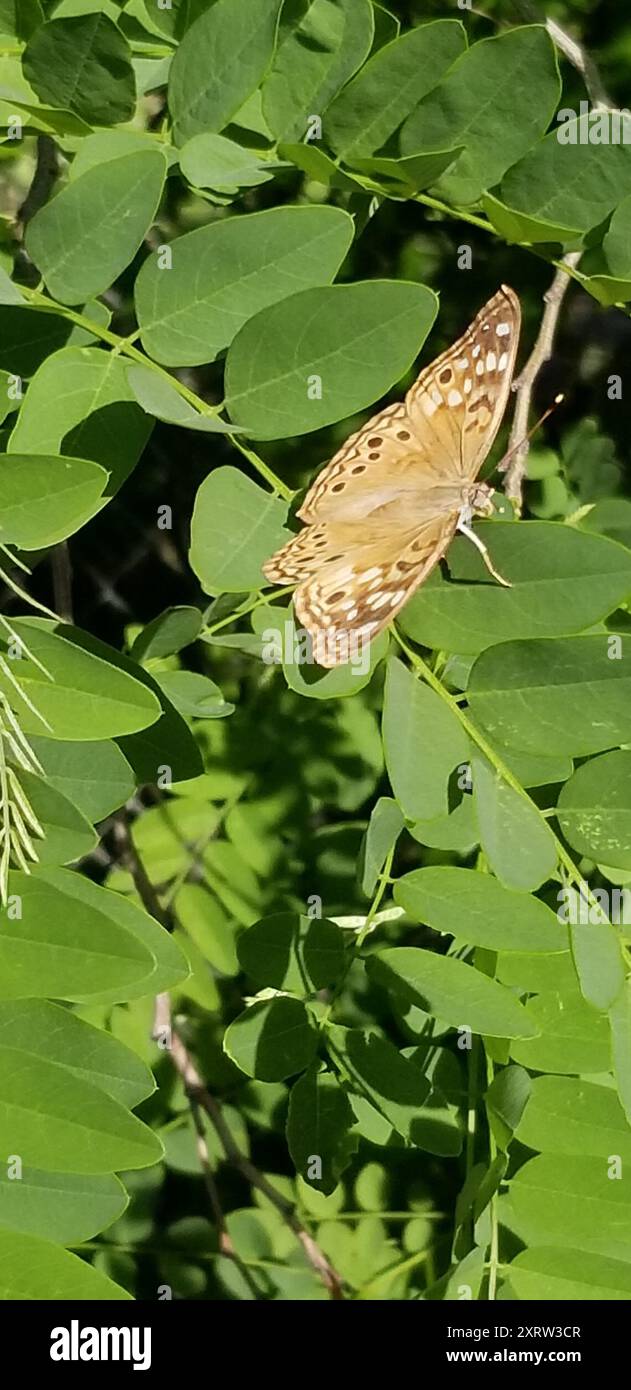 Hackberry Emperor (Asterocampa celtis) Insecta Stock Photo - Alamy