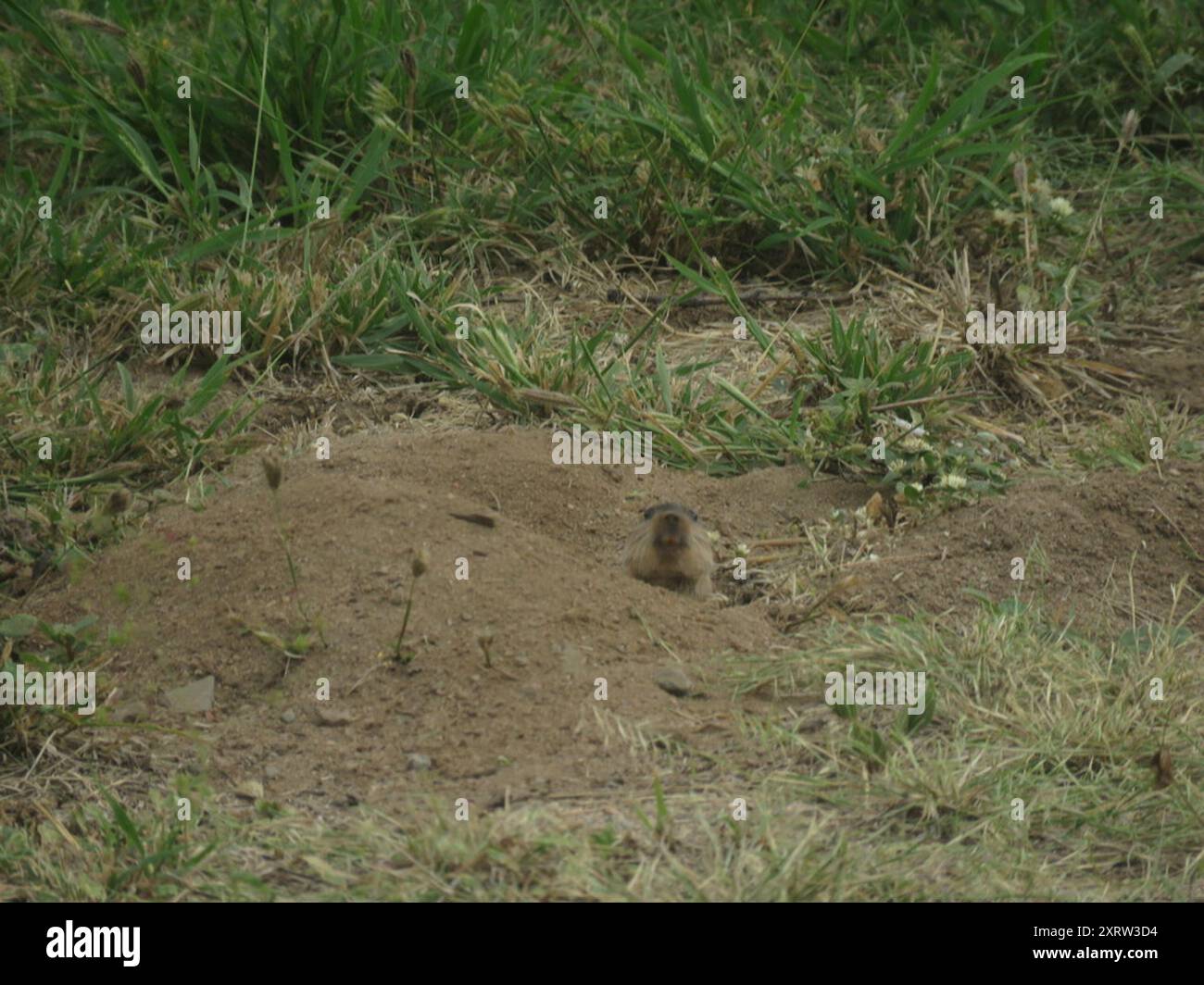 Tuco-tucos (Ctenomys) Mammalia Stock Photo - Alamy