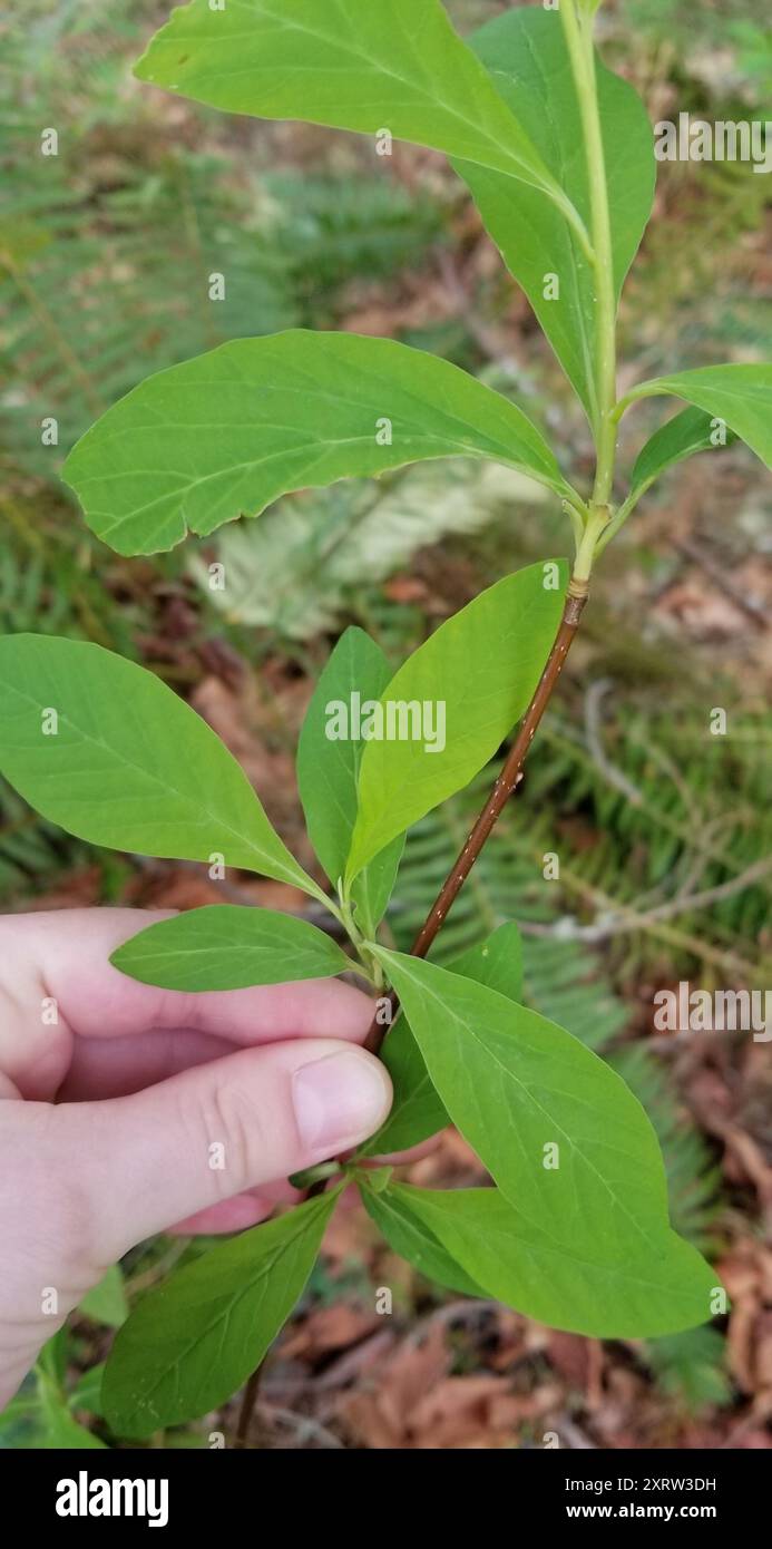 Osoberry (Oemleria cerasiformis) Plantae Stock Photo - Alamy
